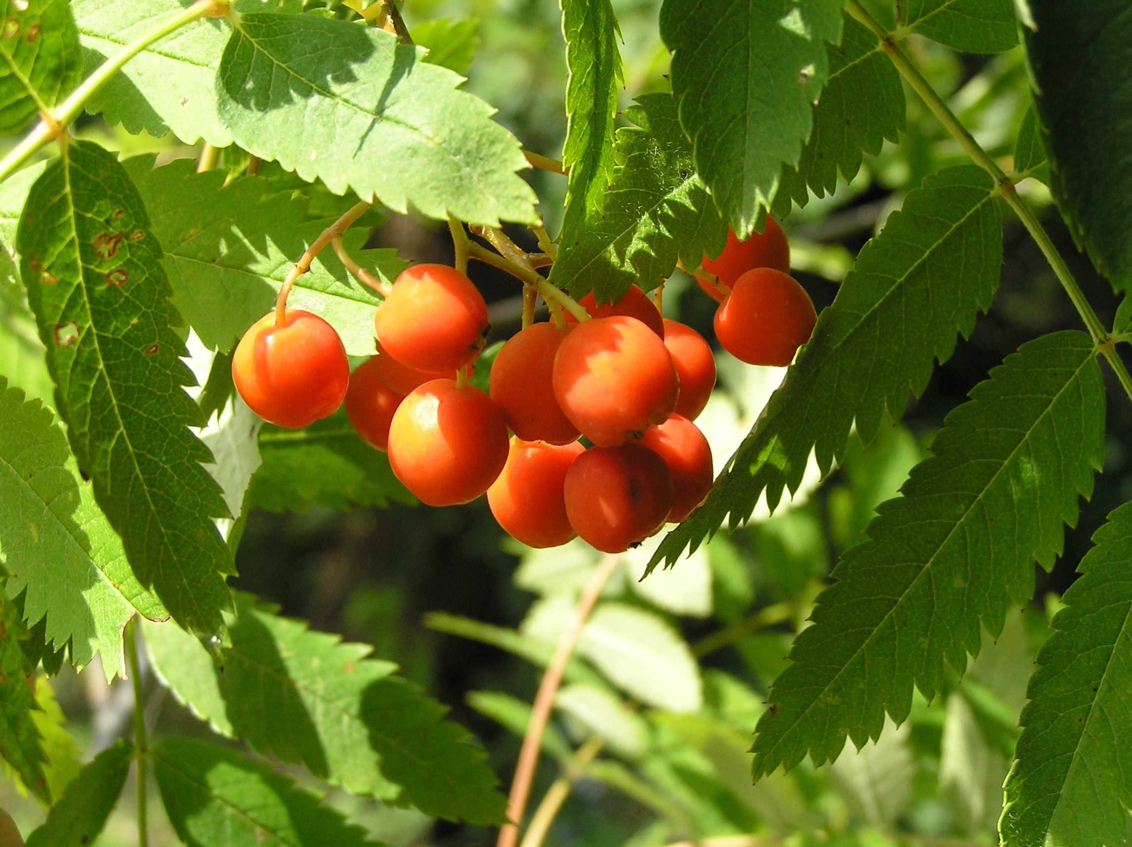 Native Trees of Indiana River Walk