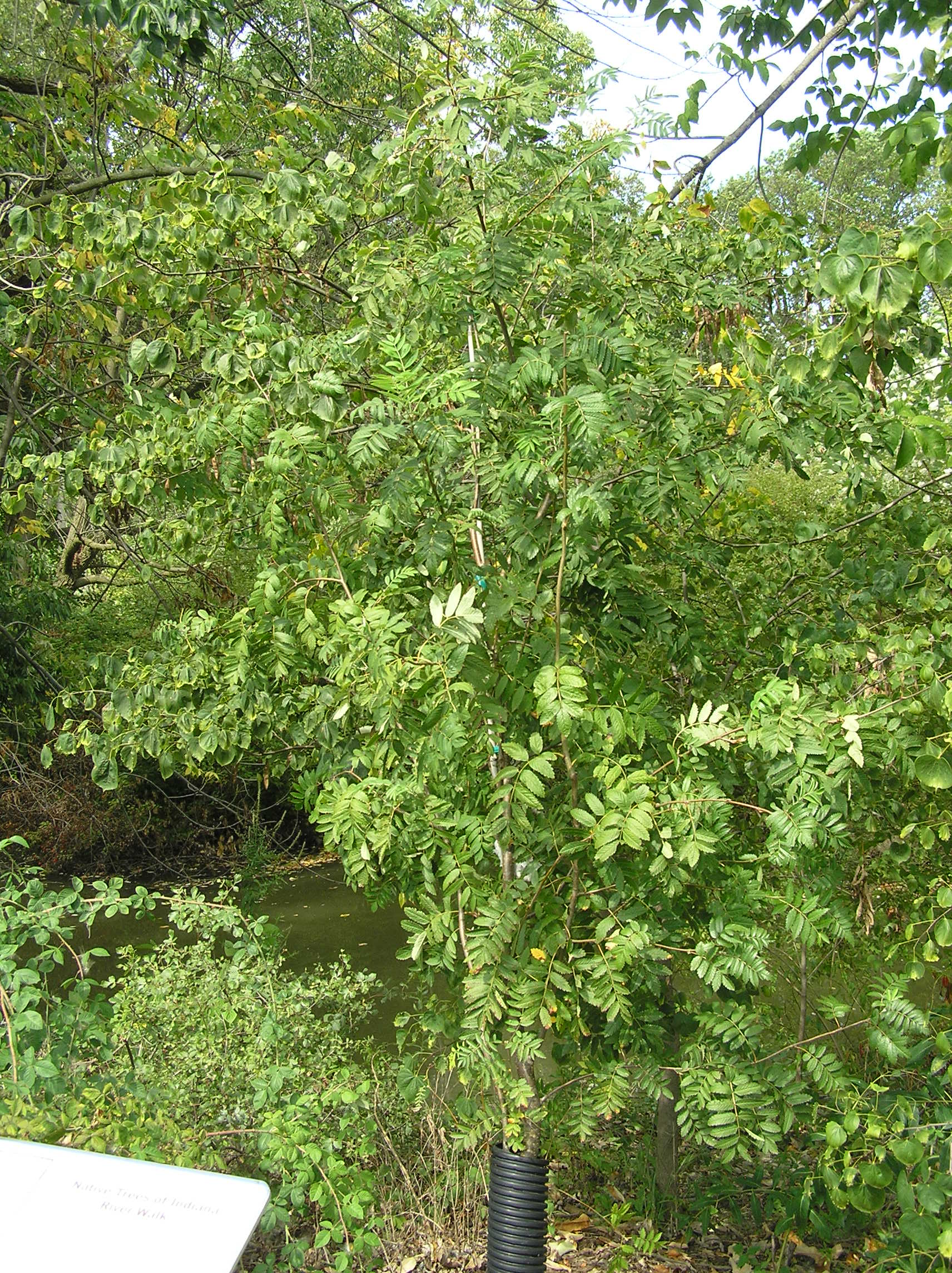 Native Trees of Indiana River Walk