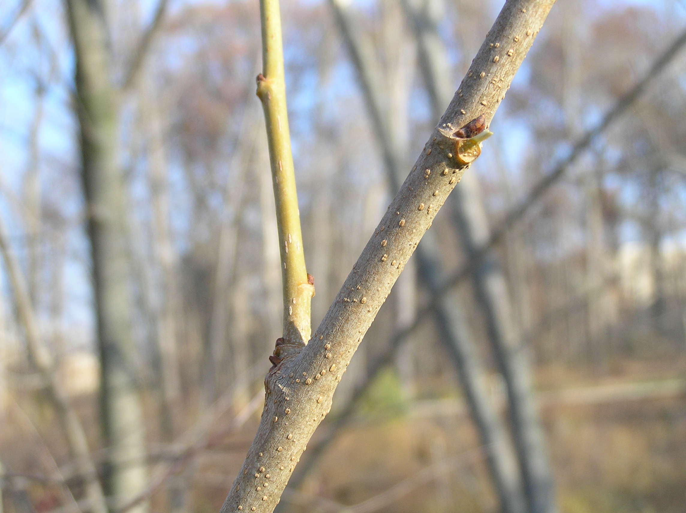 Native Trees of Indiana River Walk