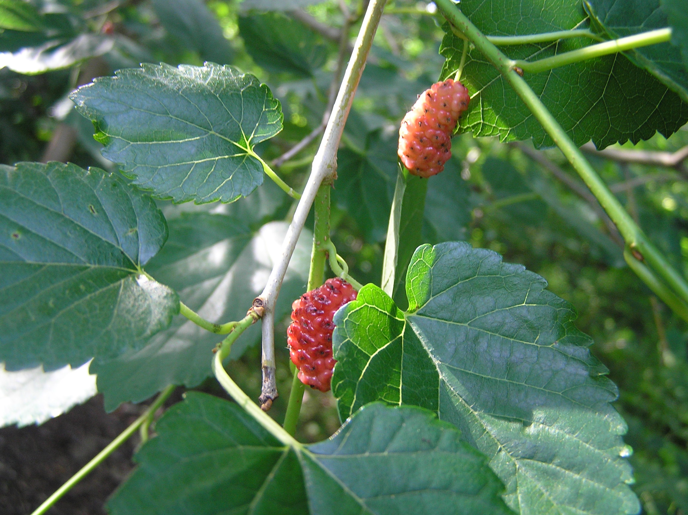 Native Trees of Indiana River Walk