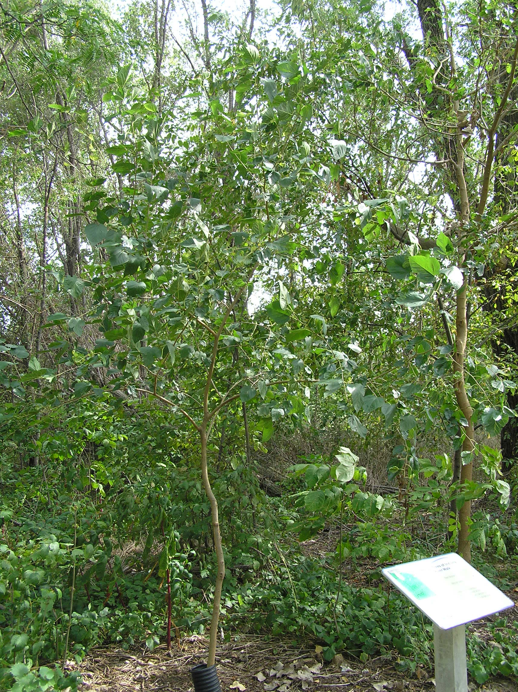 Native Trees of Indiana River Walk