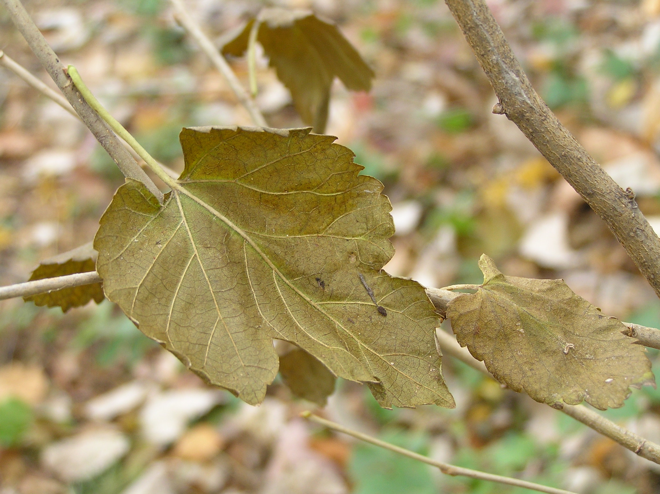 Native Trees of Indiana River Walk