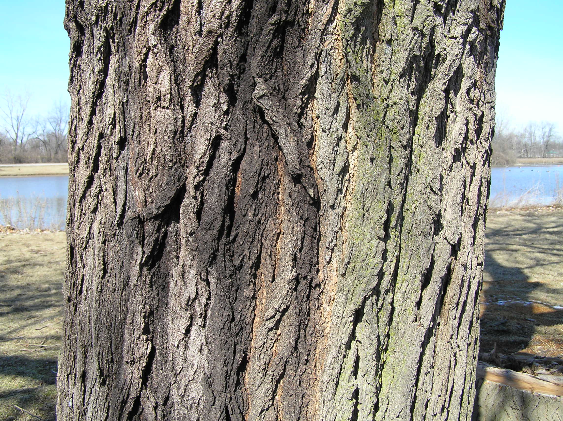 Native Trees of Indiana River Walk