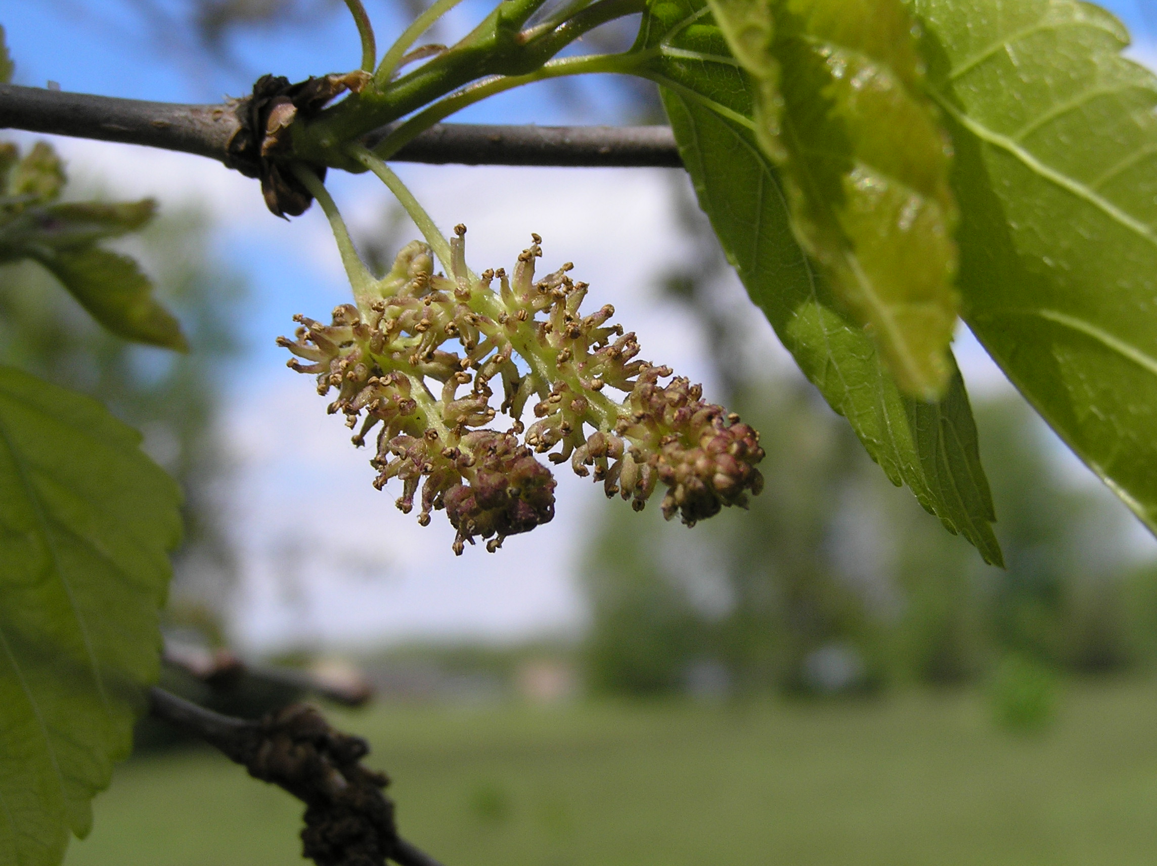 Native Trees of Indiana River Walk