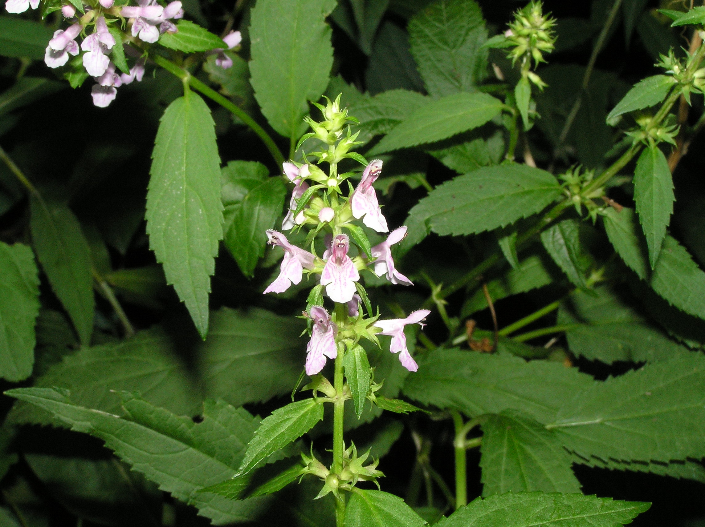 Native Trees of Indiana River Walk