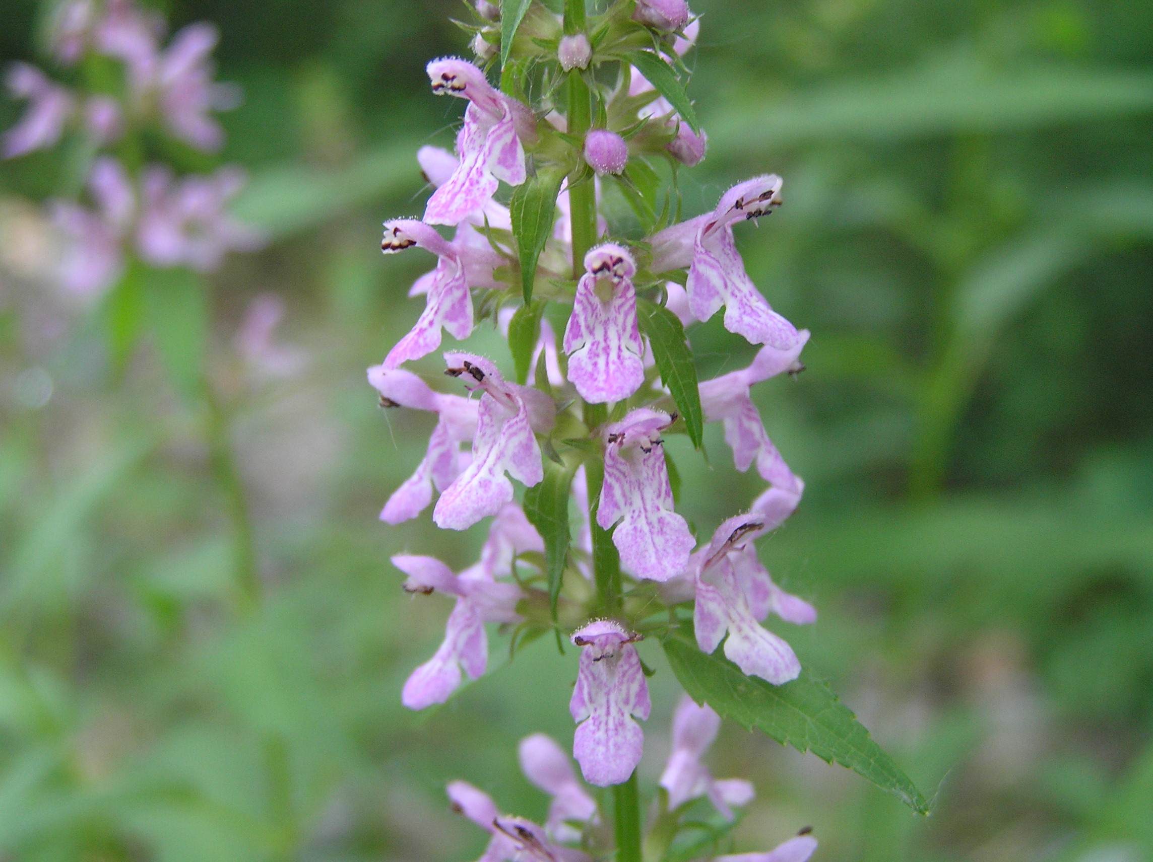 Native Trees of Indiana River Walk