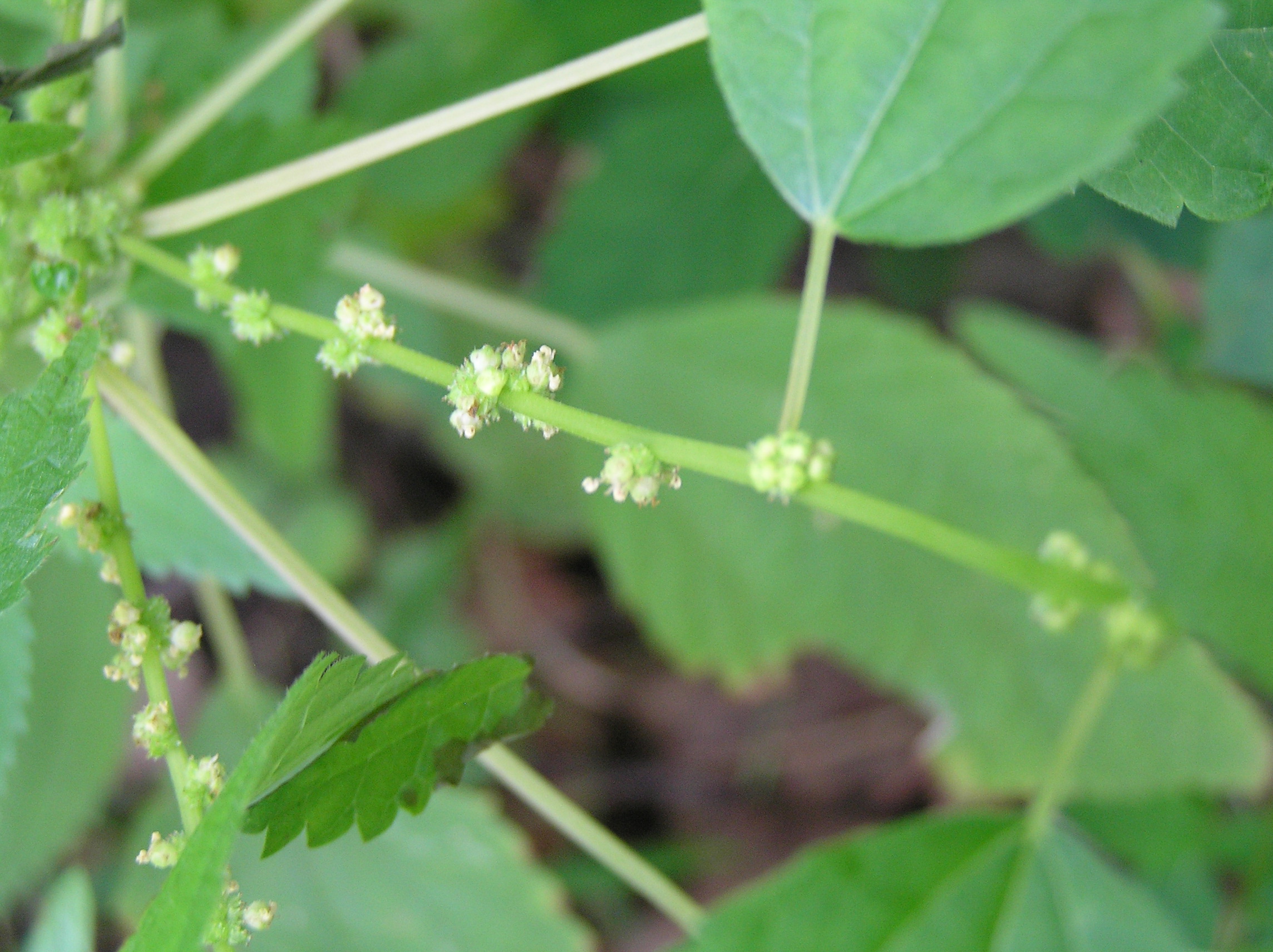 Native Trees of Indiana River Walk