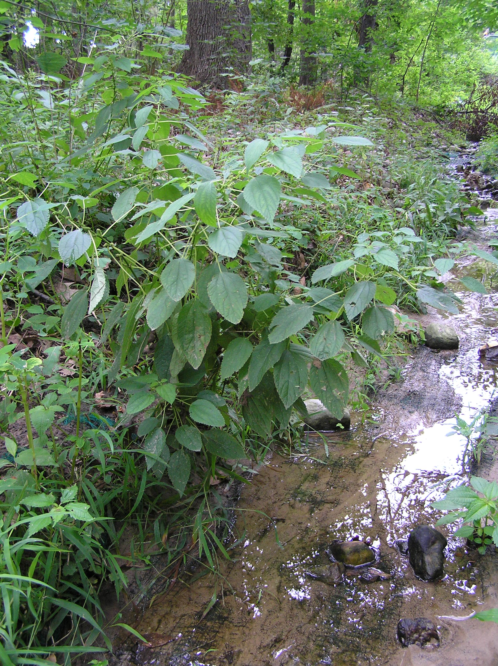 Native Trees of Indiana River Walk