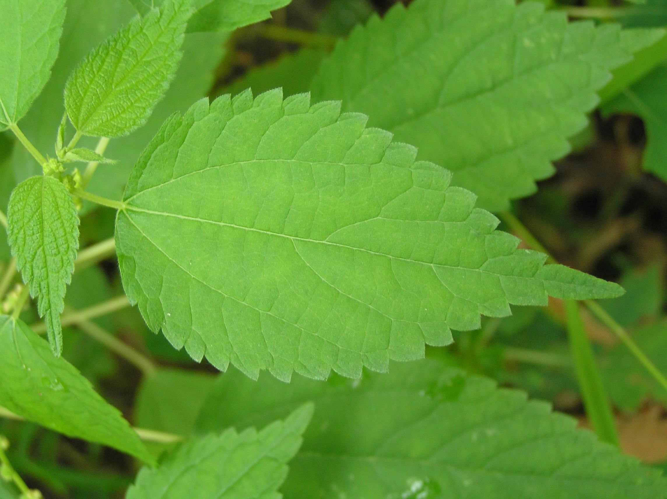 Native Trees of Indiana River Walk