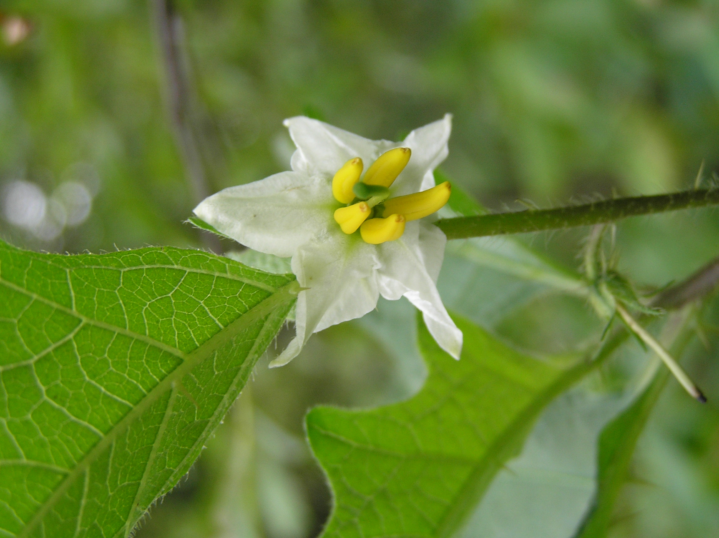 Native Trees of Indiana River Walk