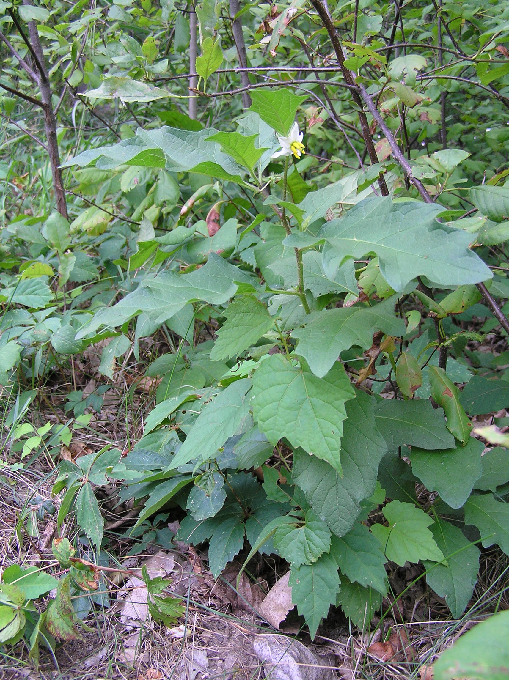 Native Trees of Indiana River Walk