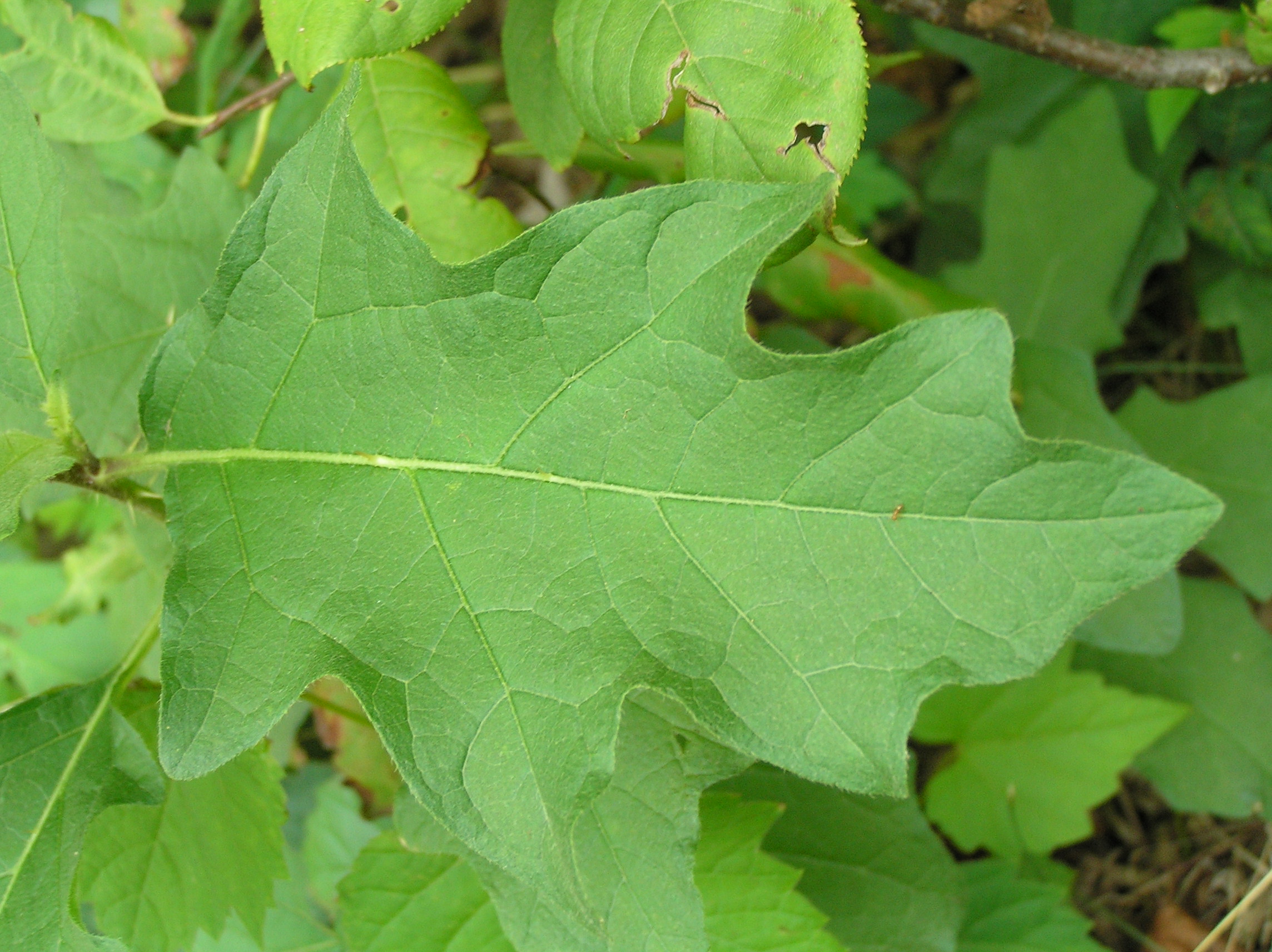 Native Trees of Indiana River Walk