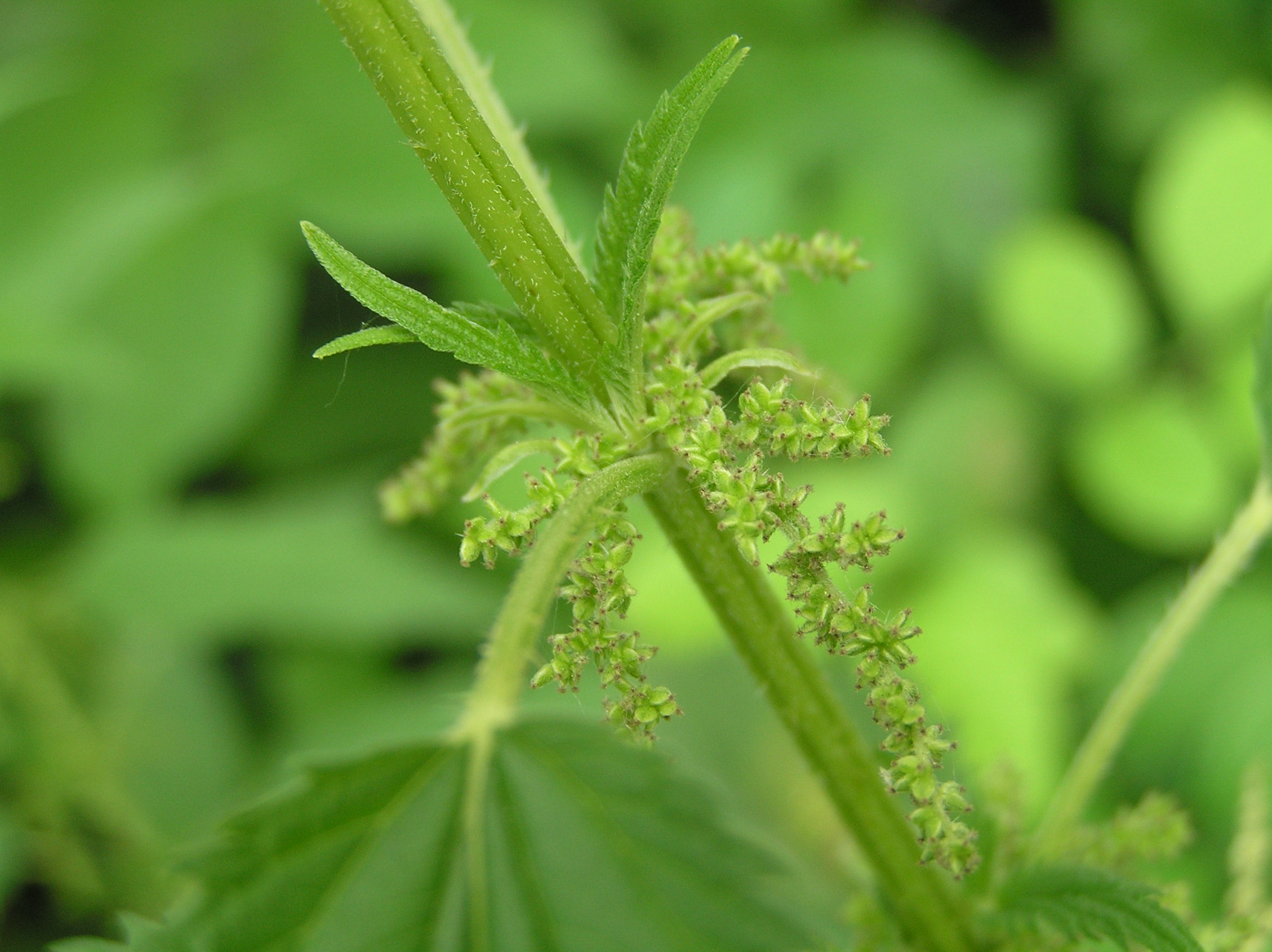 Native Trees of Indiana River Walk