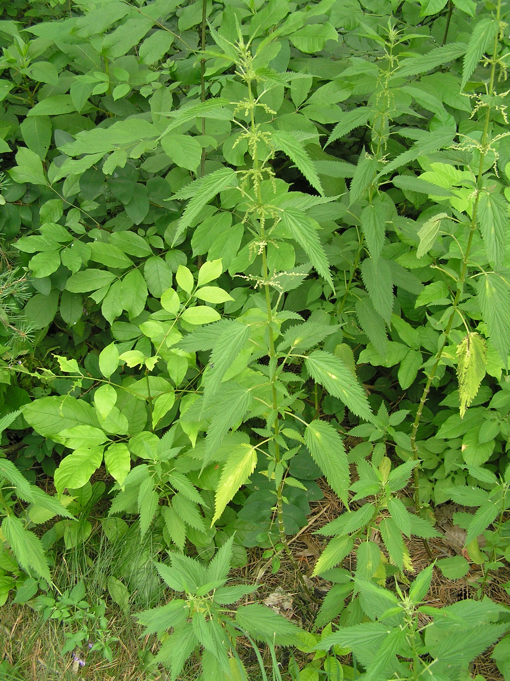 Native Trees of Indiana River Walk