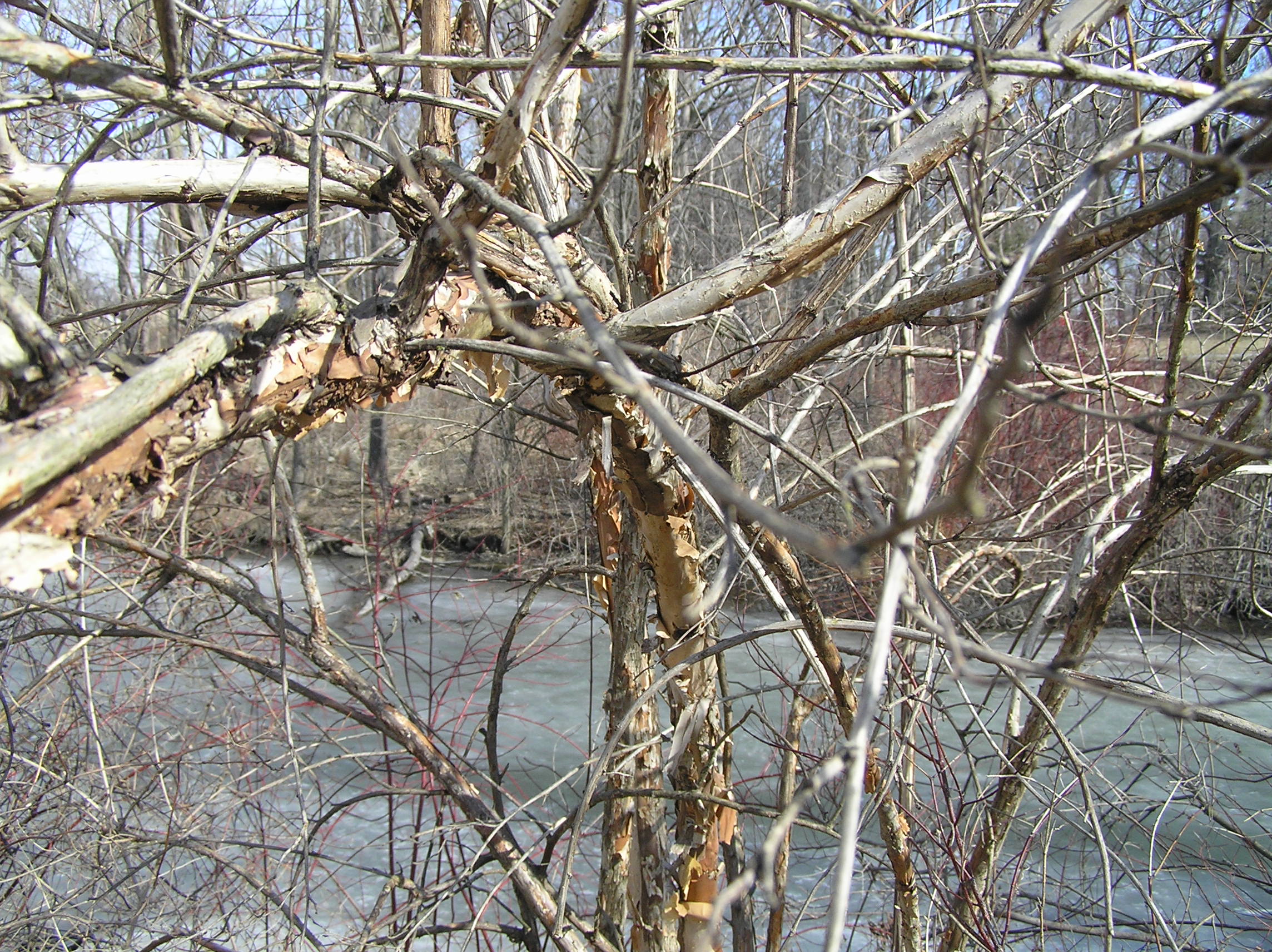 Native Trees of Indiana River Walk