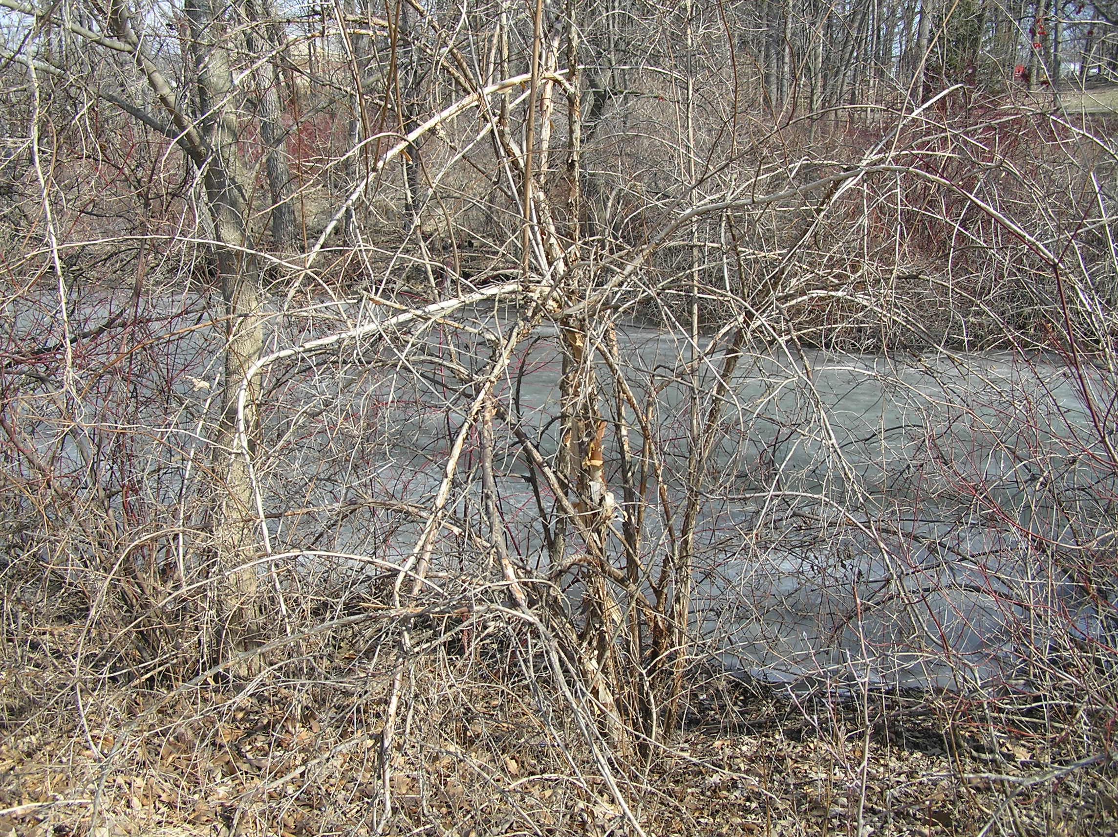 Native Trees of Indiana River Walk