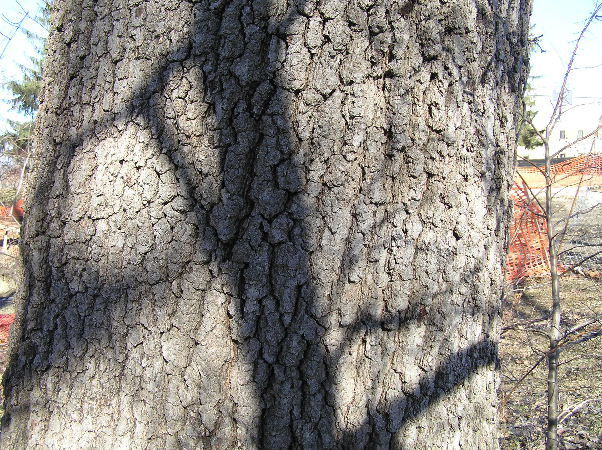 Native Trees of Indiana River Walk