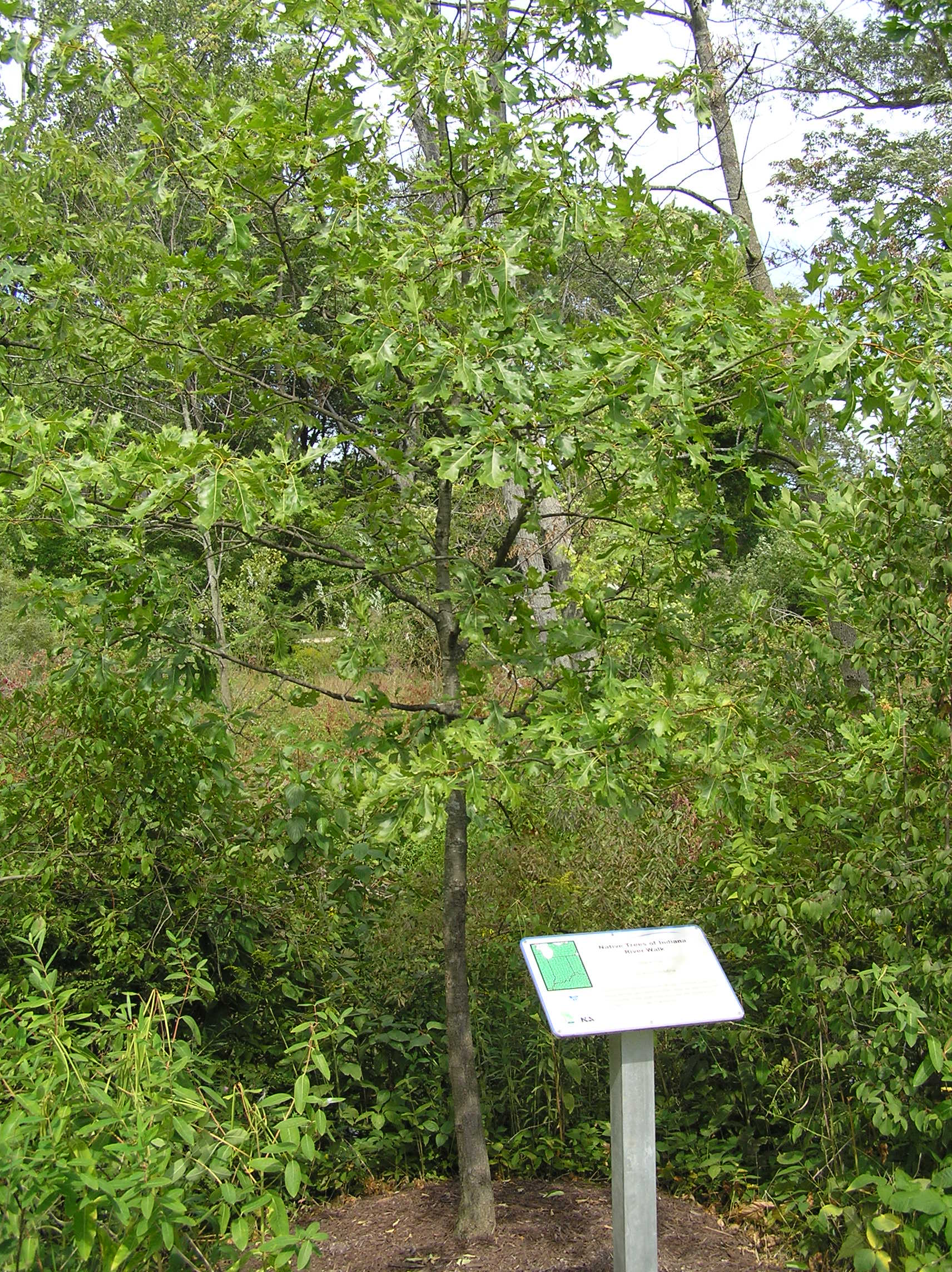 Native Trees of Indiana River Walk
