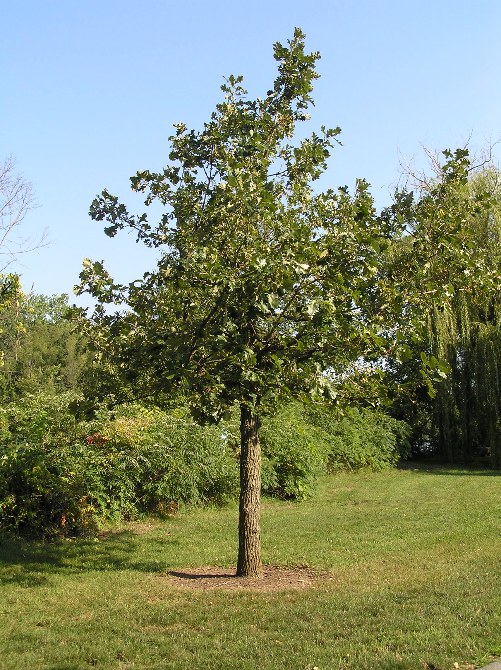 Native Trees of Indiana River Walk