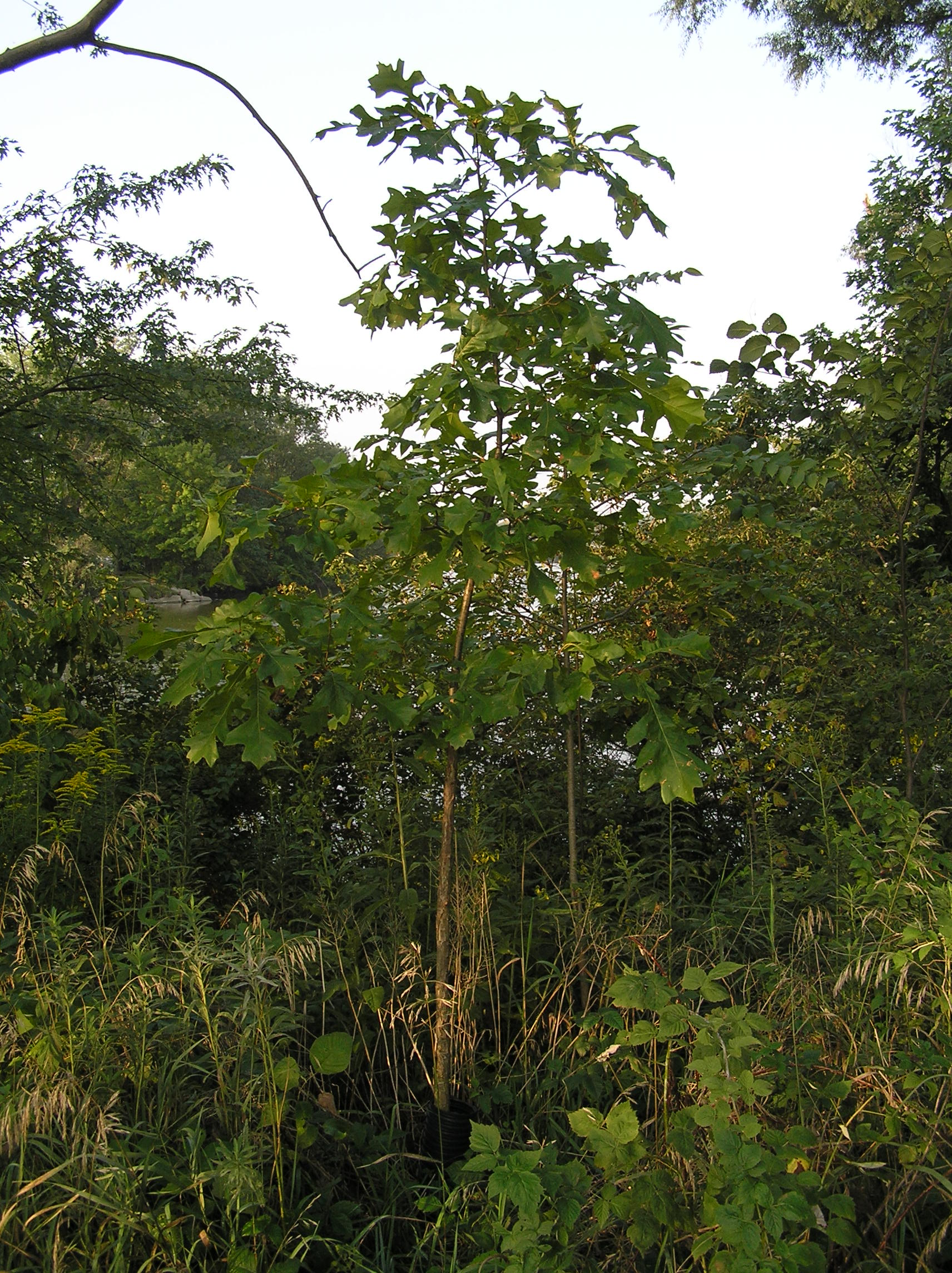 Native Trees of Indiana River Walk