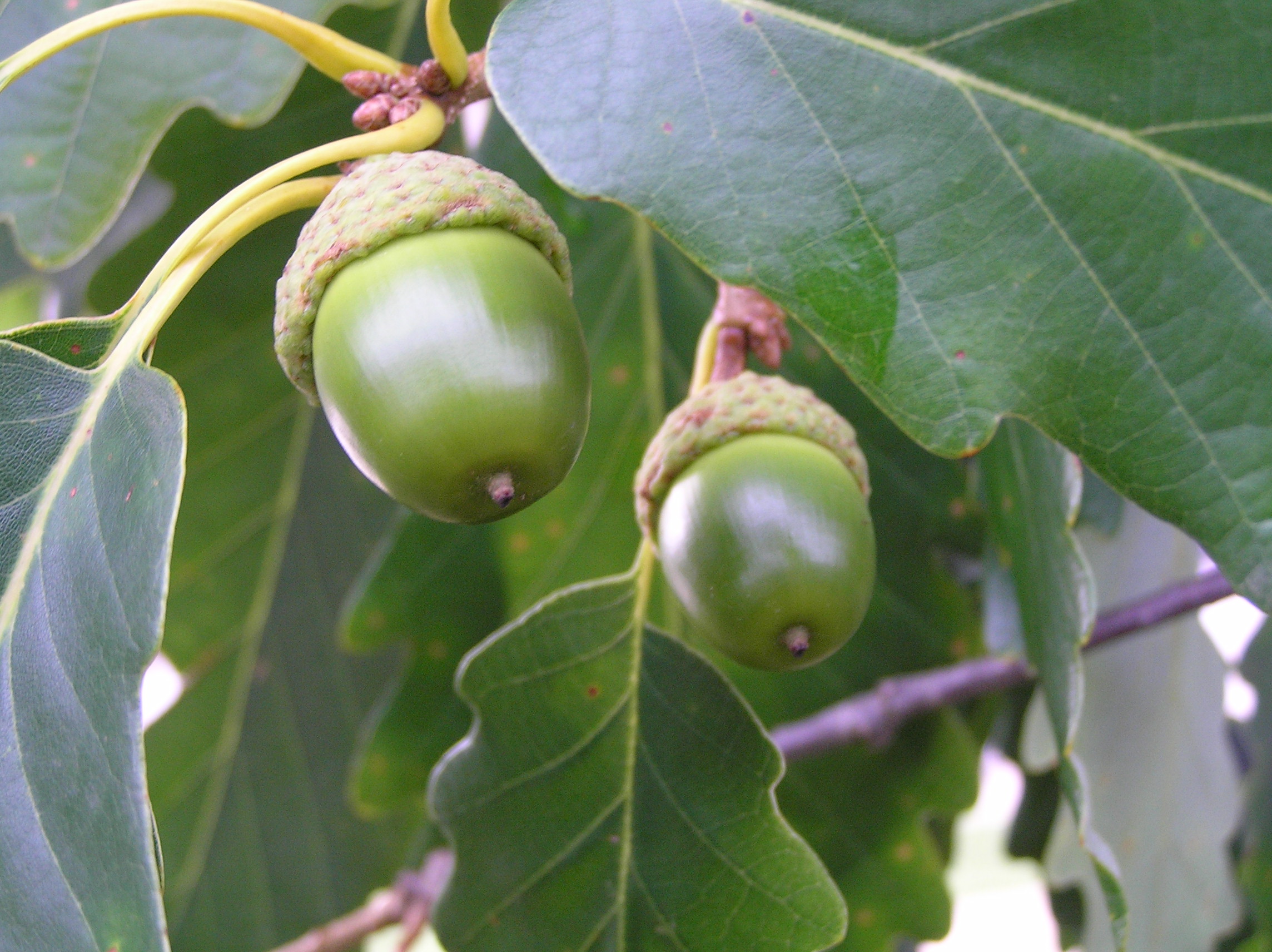 Native Trees of Indiana River Walk