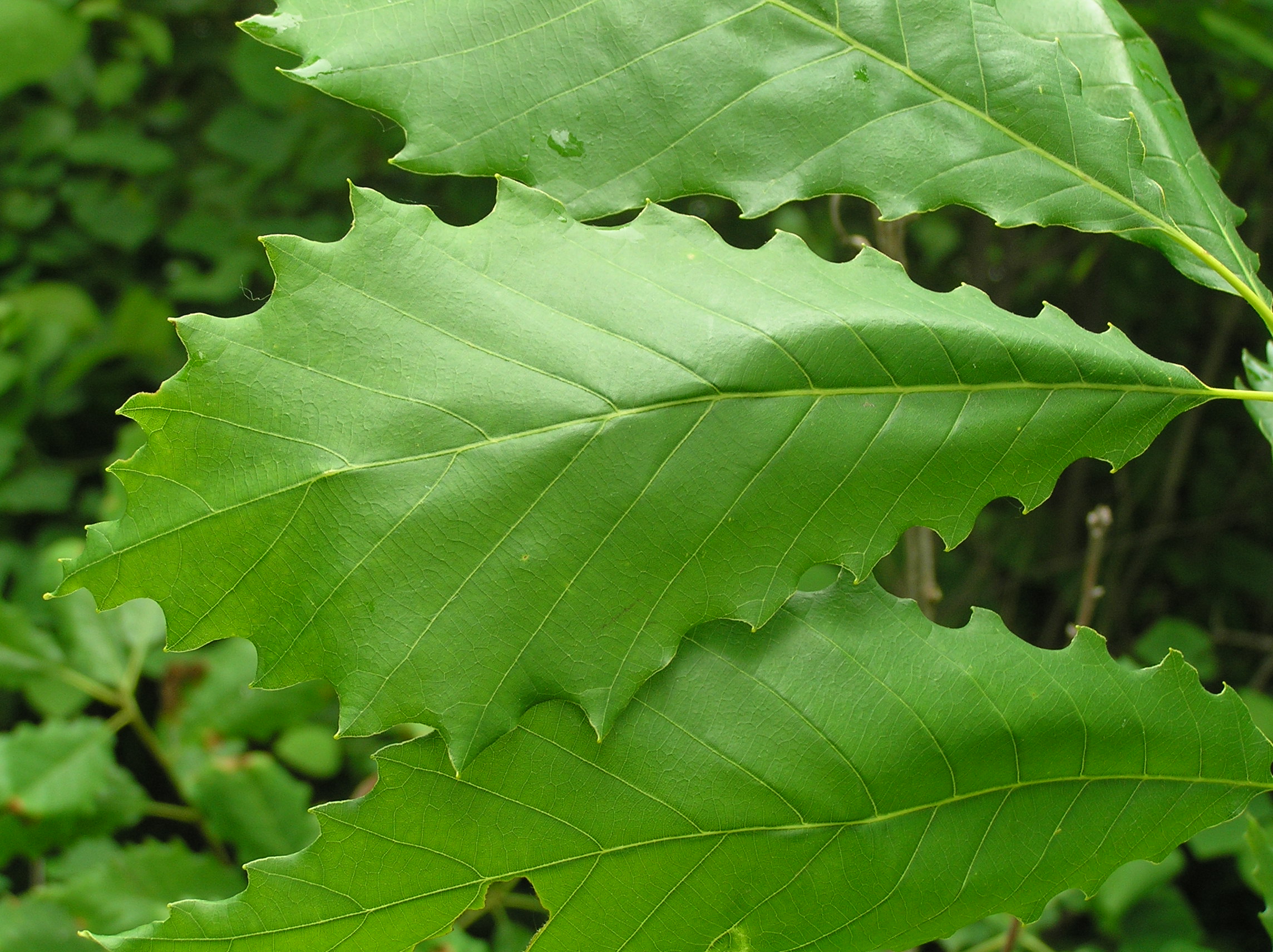 Native Trees of Indiana River Walk