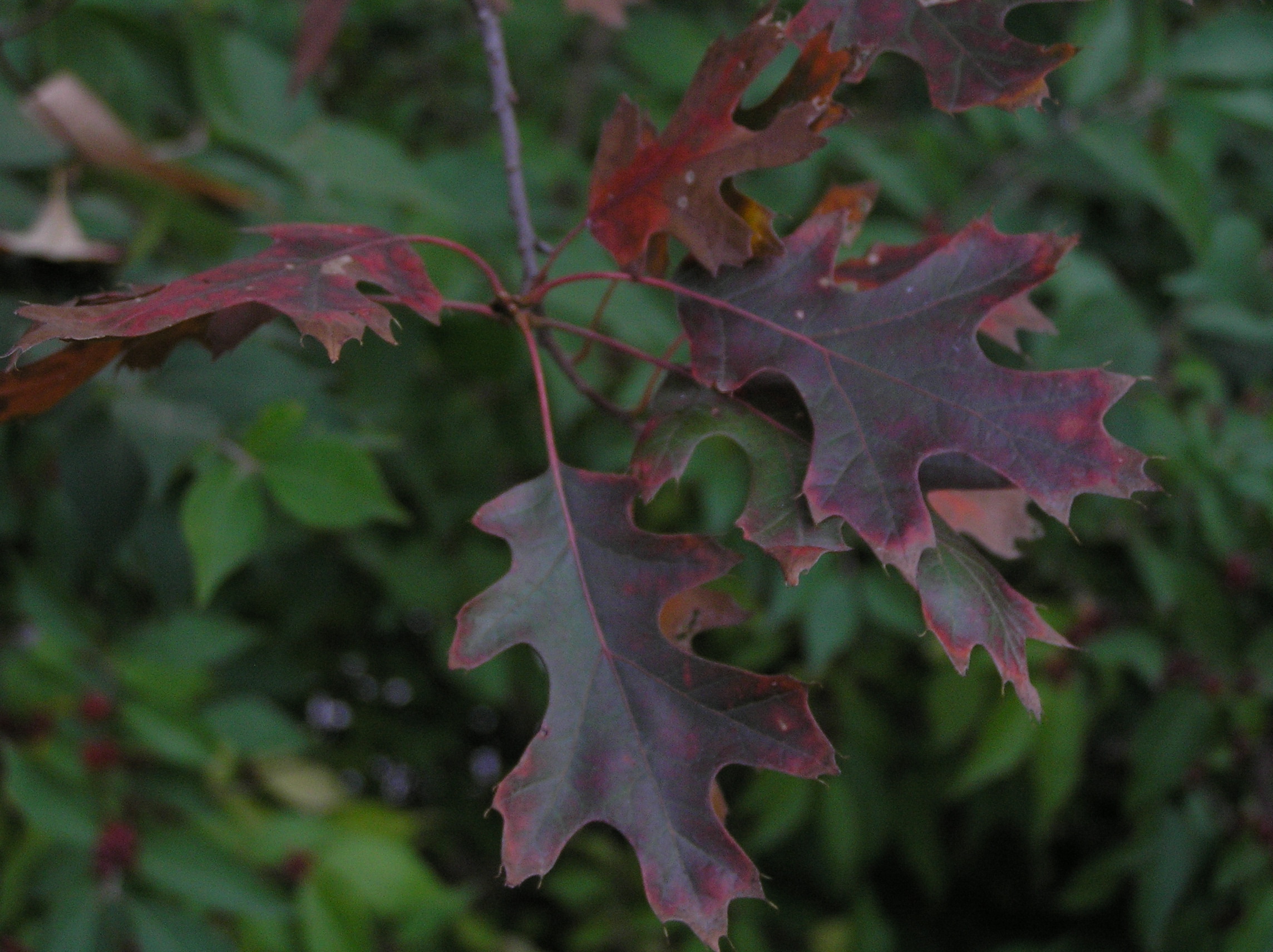 Native Trees of Indiana River Walk