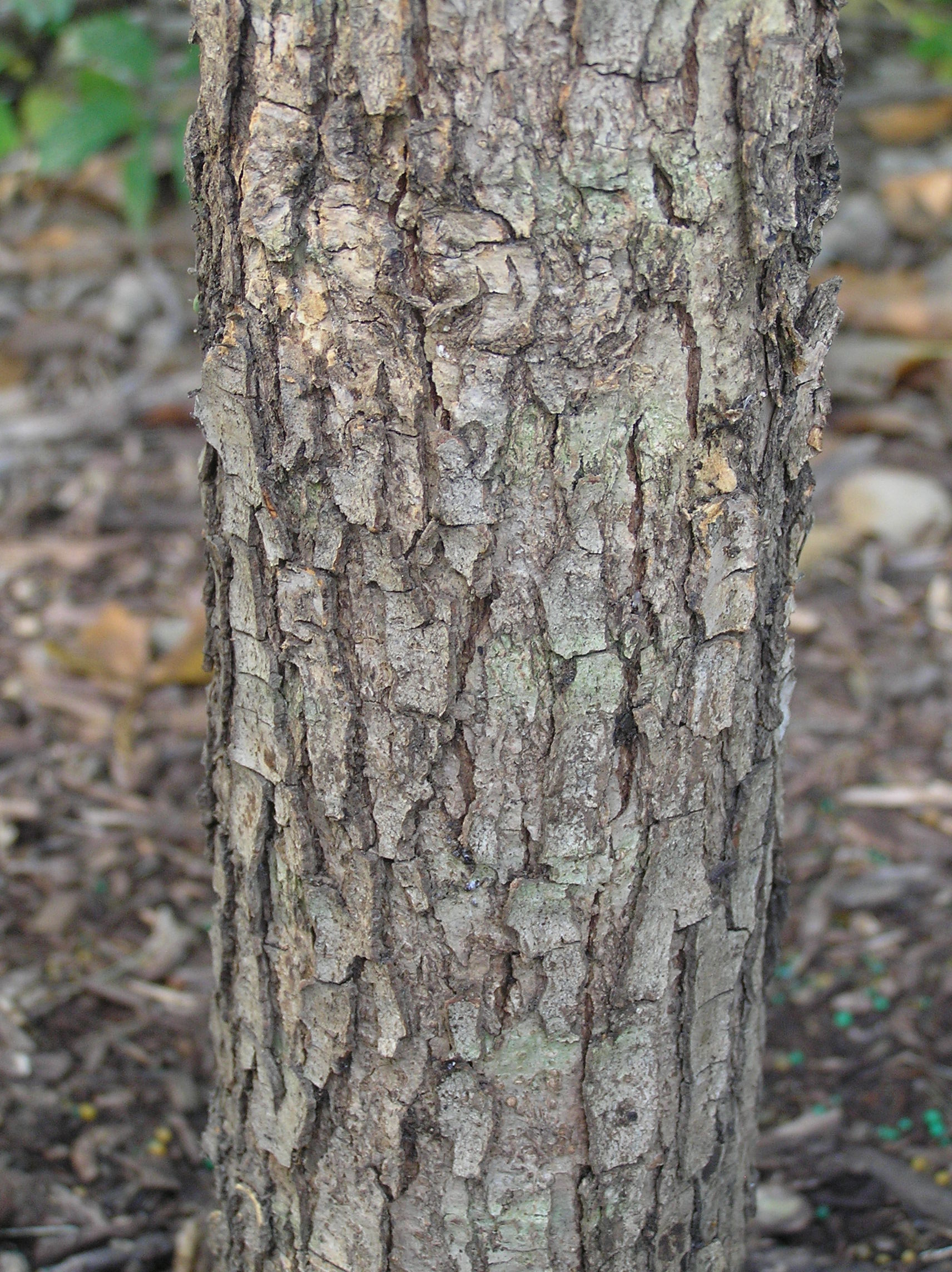 Native Trees of Indiana River Walk