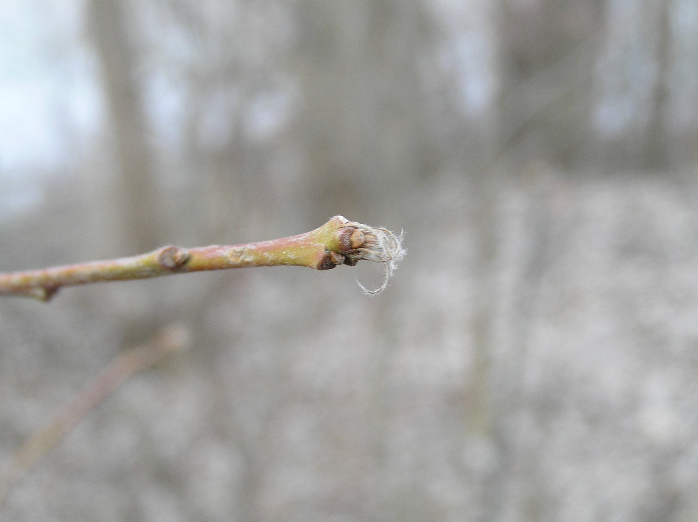 Native Trees of Indiana River Walk