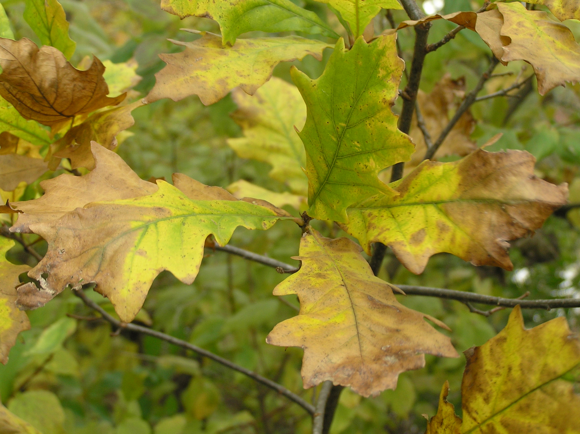 Native Trees of Indiana River Walk
