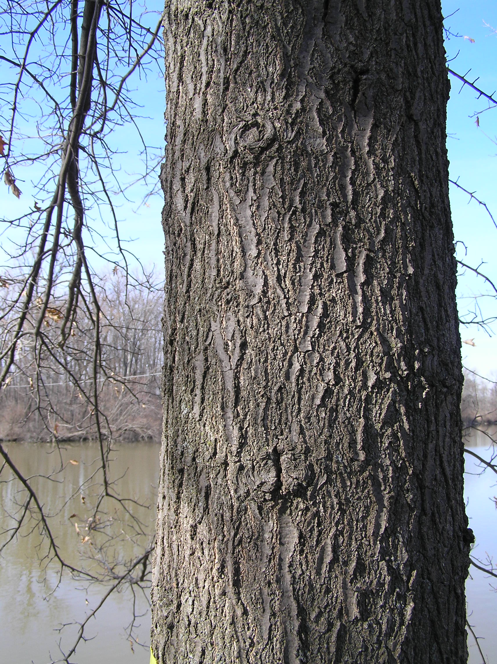 Native Trees of Indiana River Walk