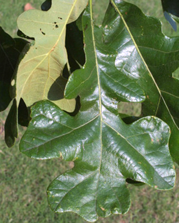 Native Trees of Indiana River Walk