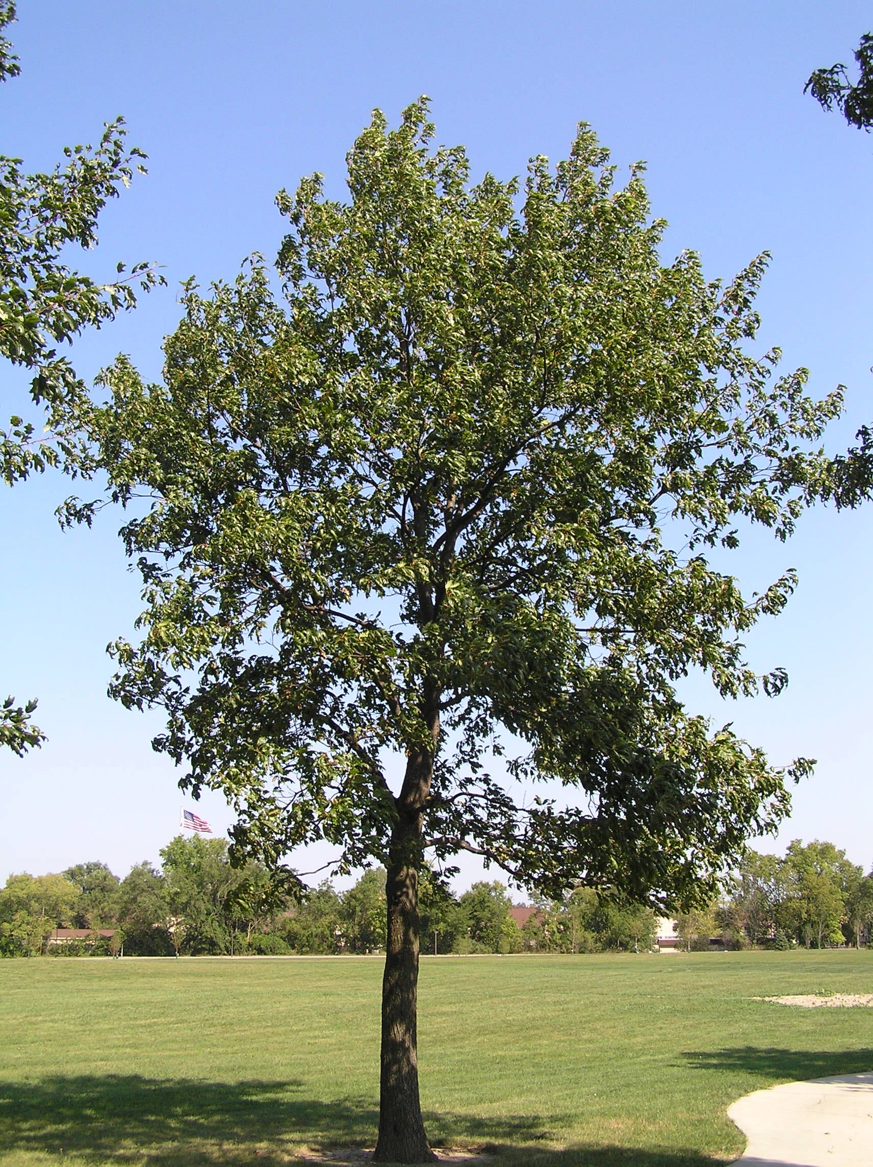 Native Trees of Indiana River Walk