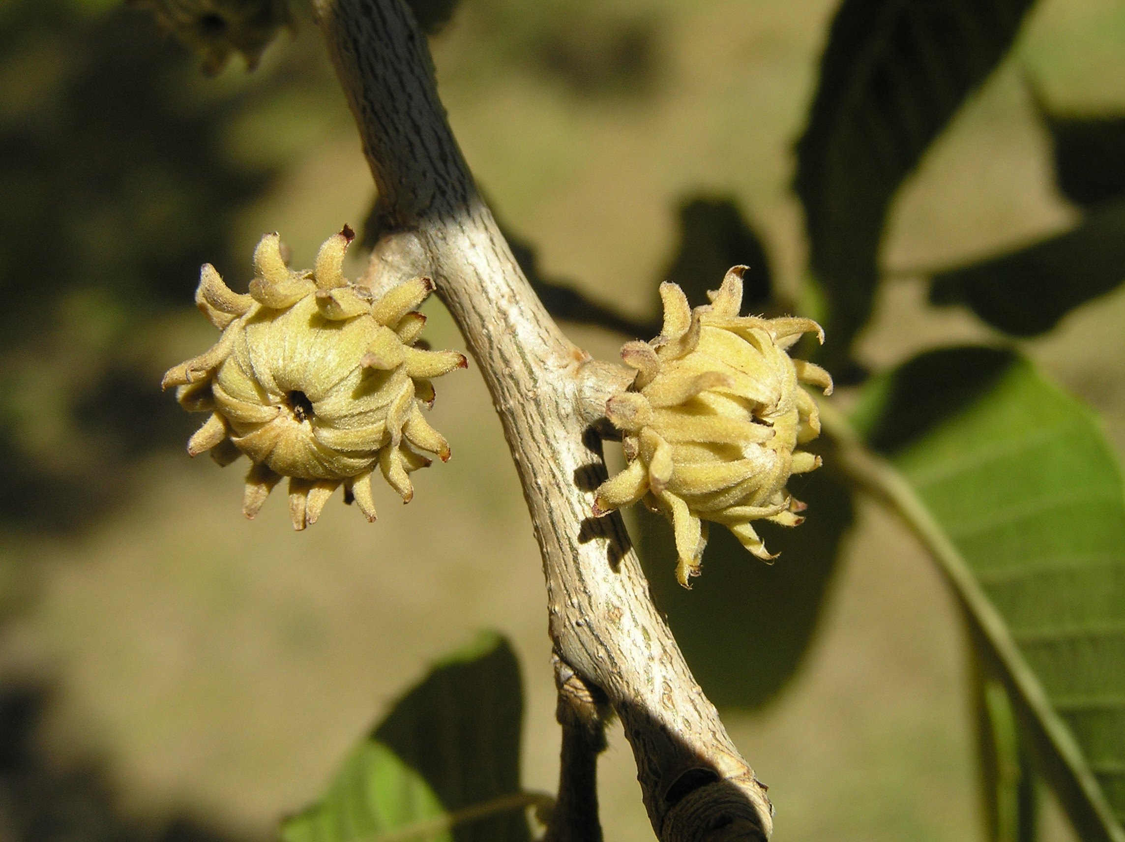 Native Trees of Indiana River Walk