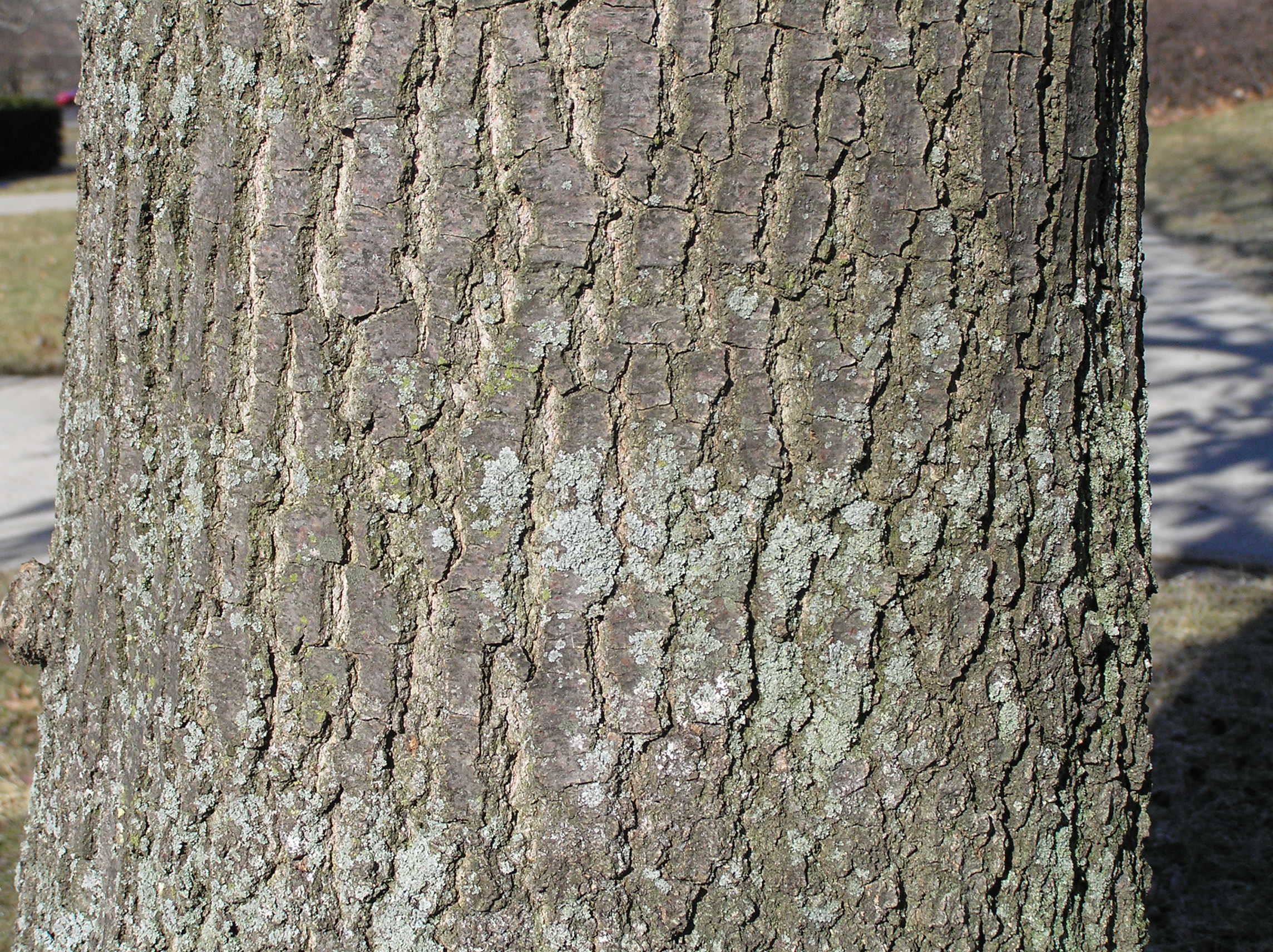 Native Trees of Indiana River Walk