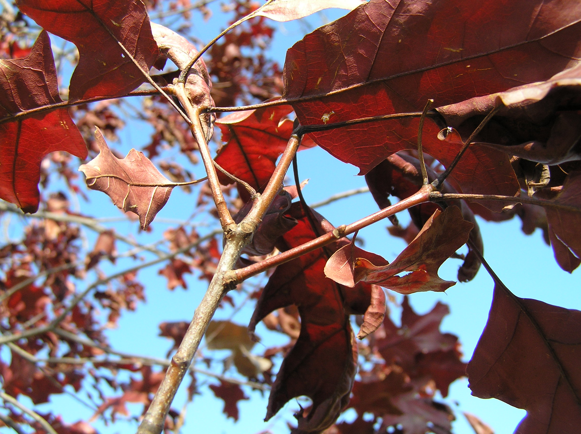 Native Trees of Indiana River Walk