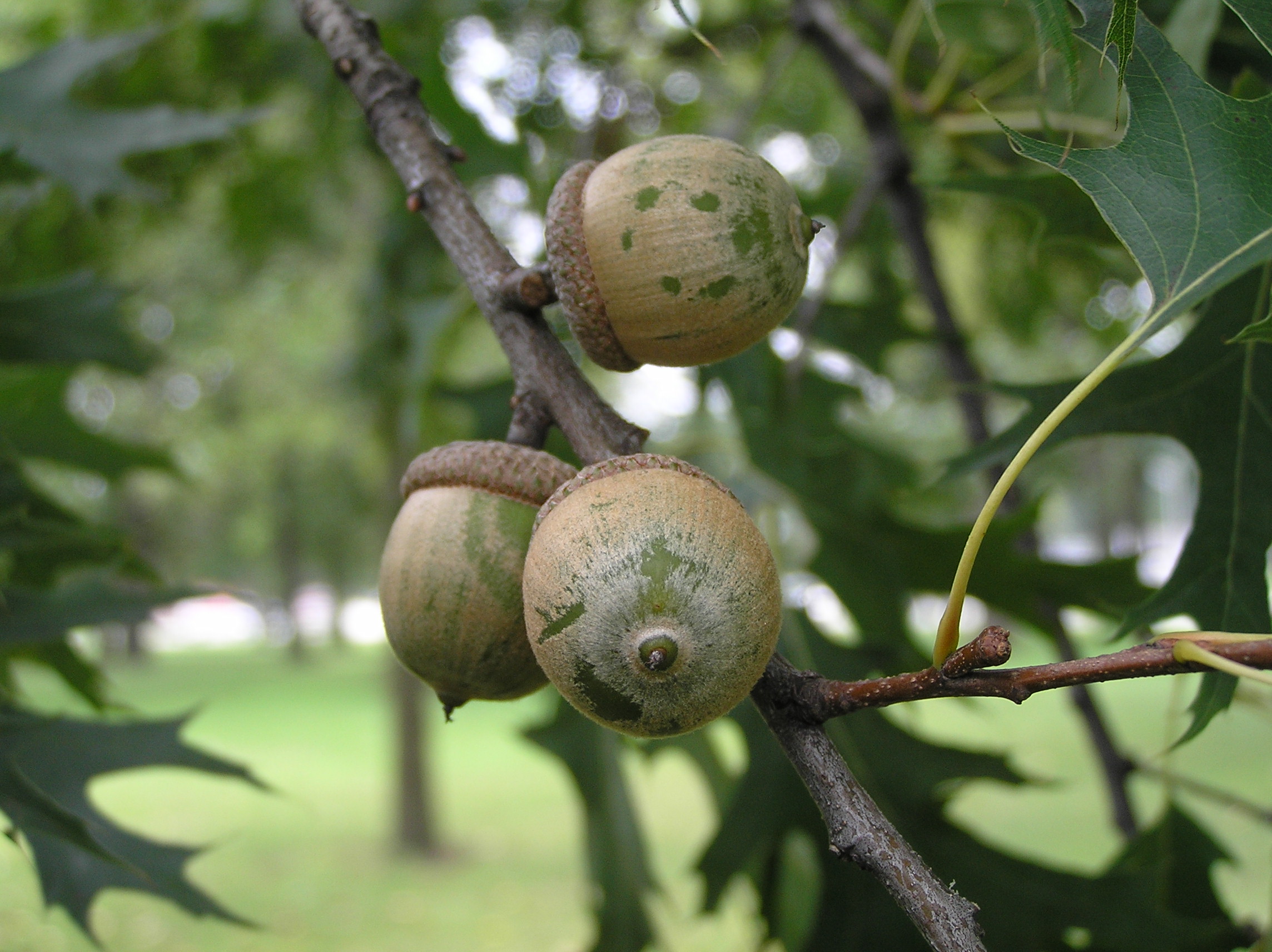 Native Trees of Indiana River Walk