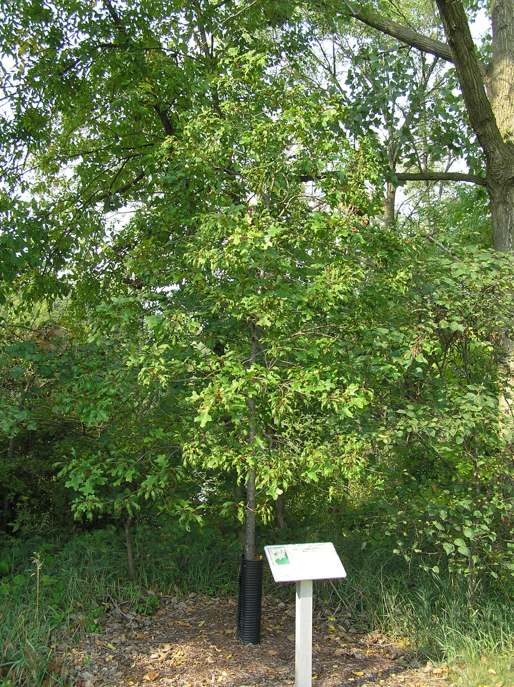 Native Trees of Indiana River Walk