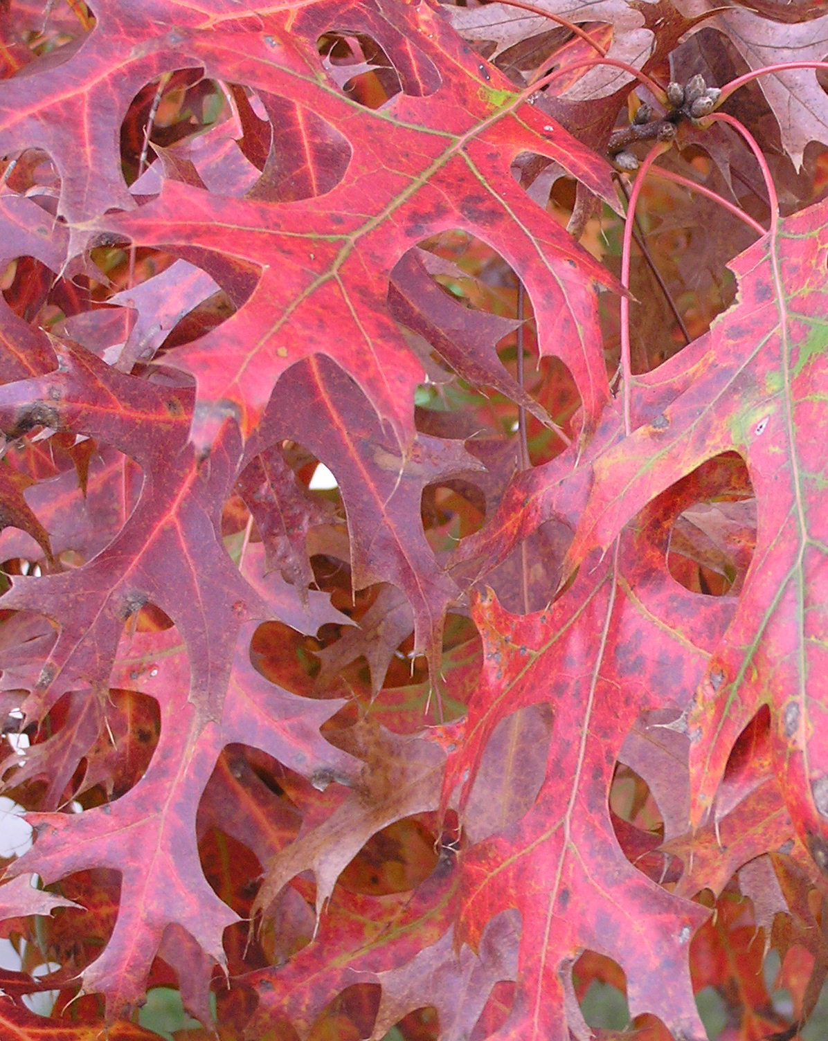 Native Trees of Indiana River Walk