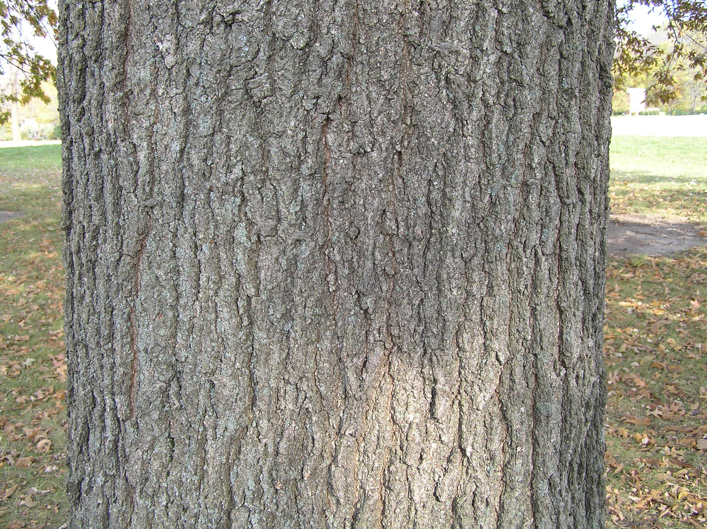 Native Trees of Indiana River Walk