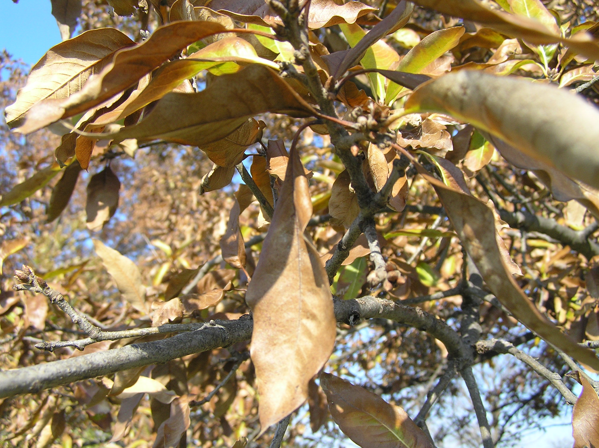Native Trees of Indiana River Walk