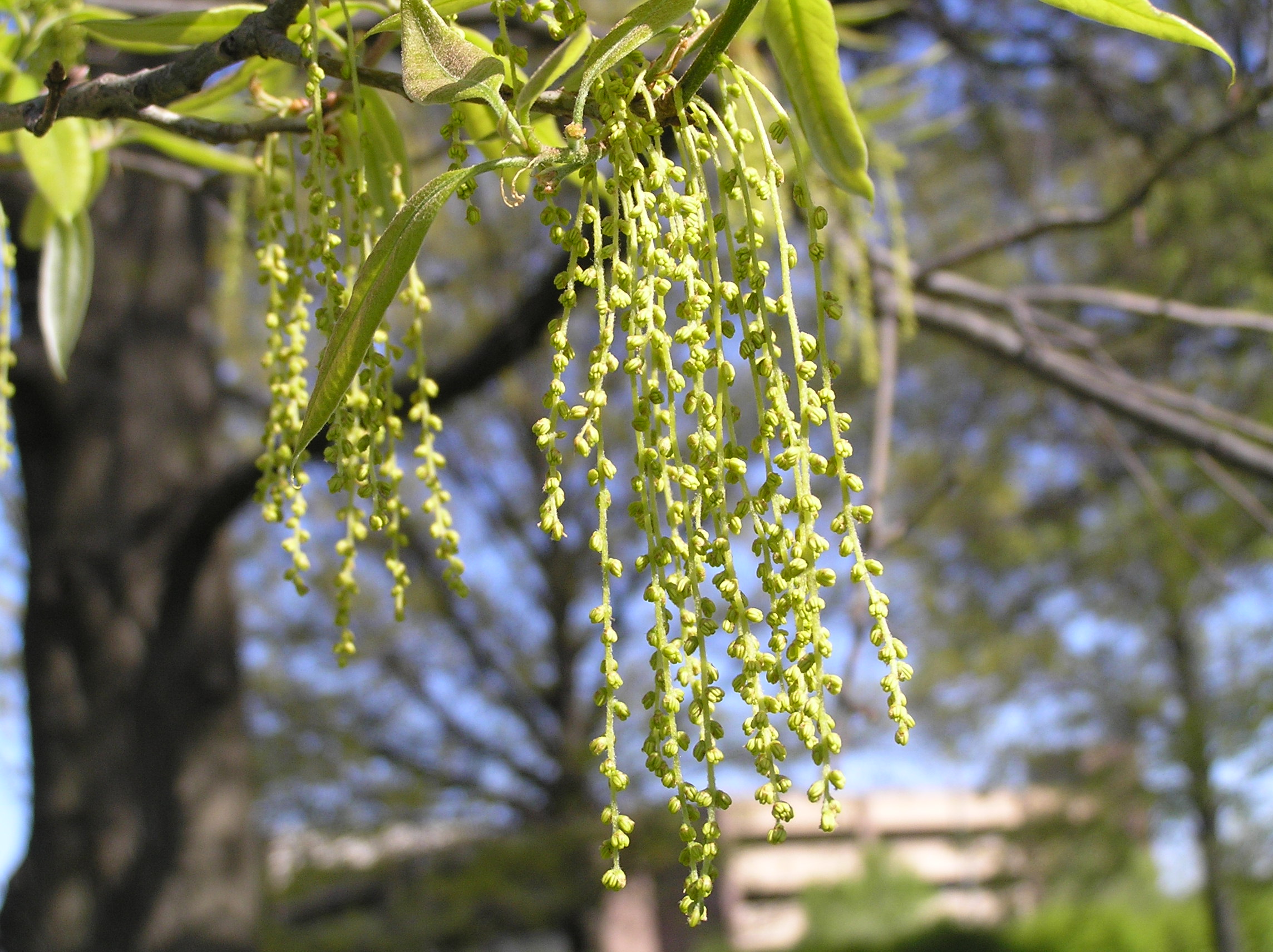 Native Trees of Indiana River Walk