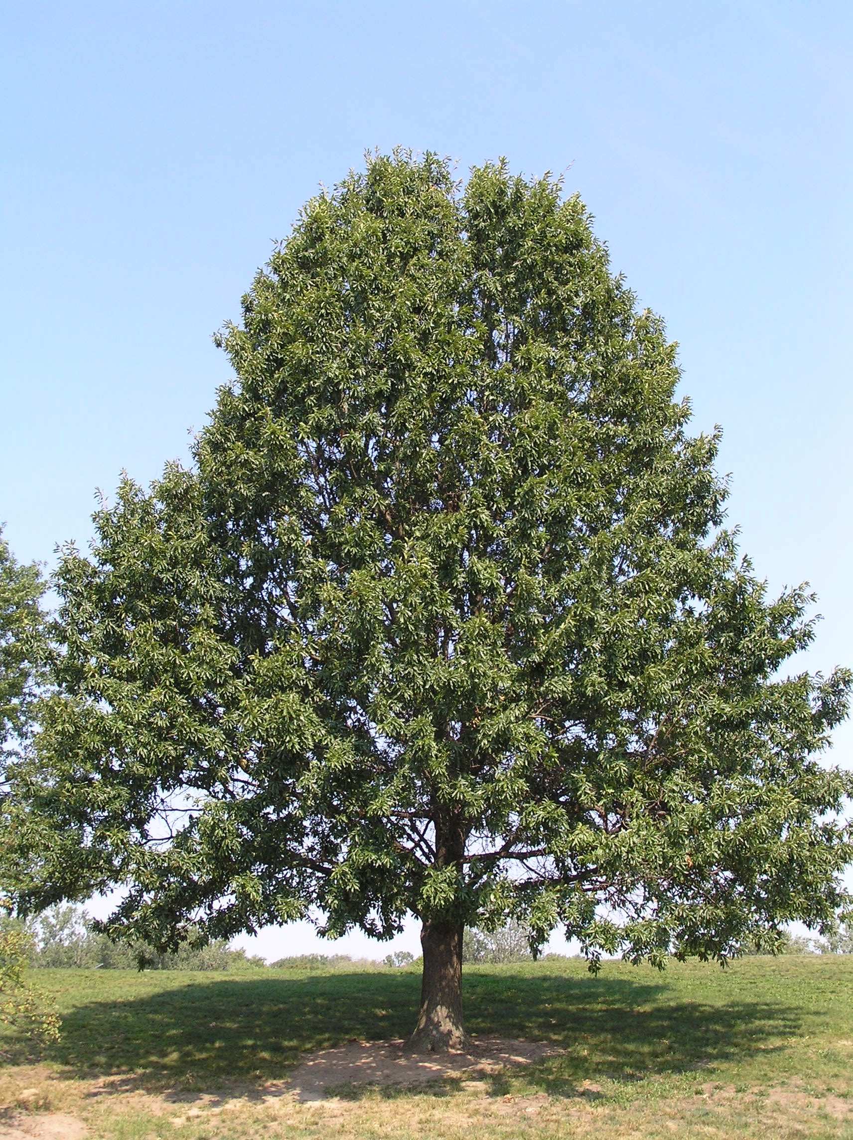 Native Trees of Indiana River Walk