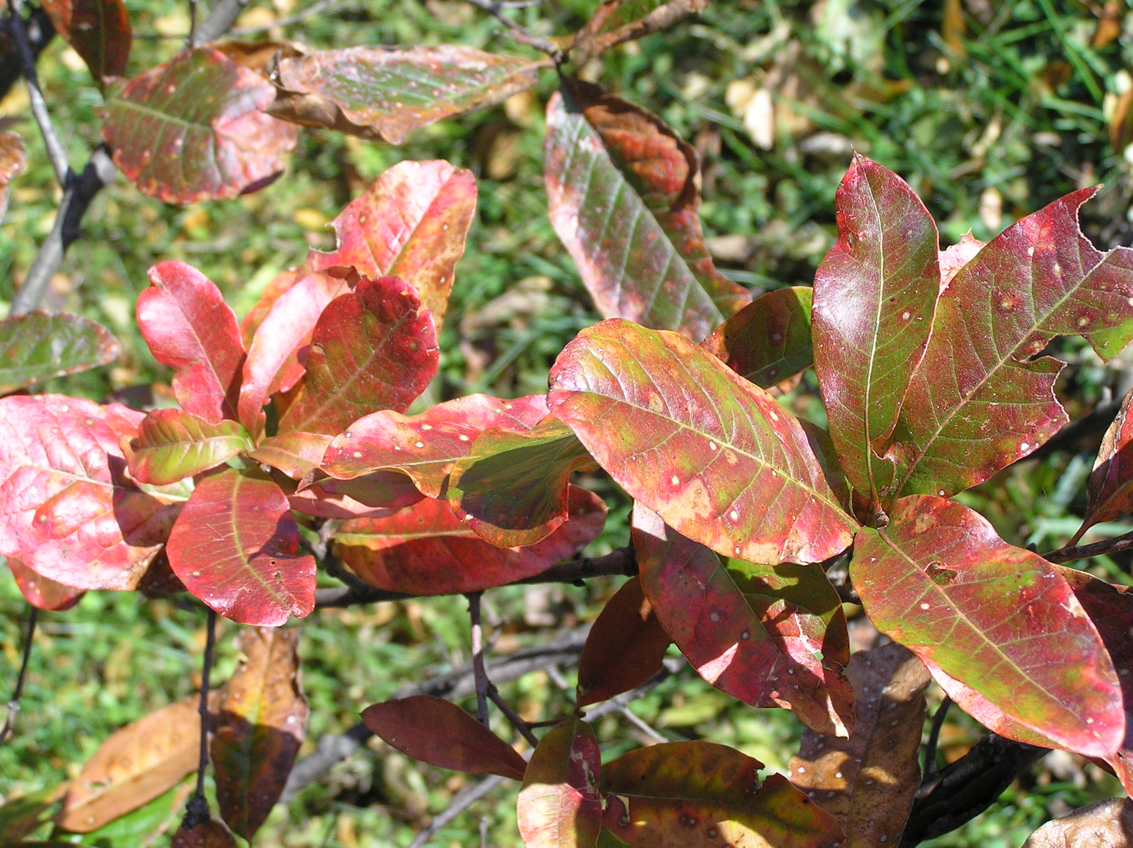 Native Trees of Indiana River Walk