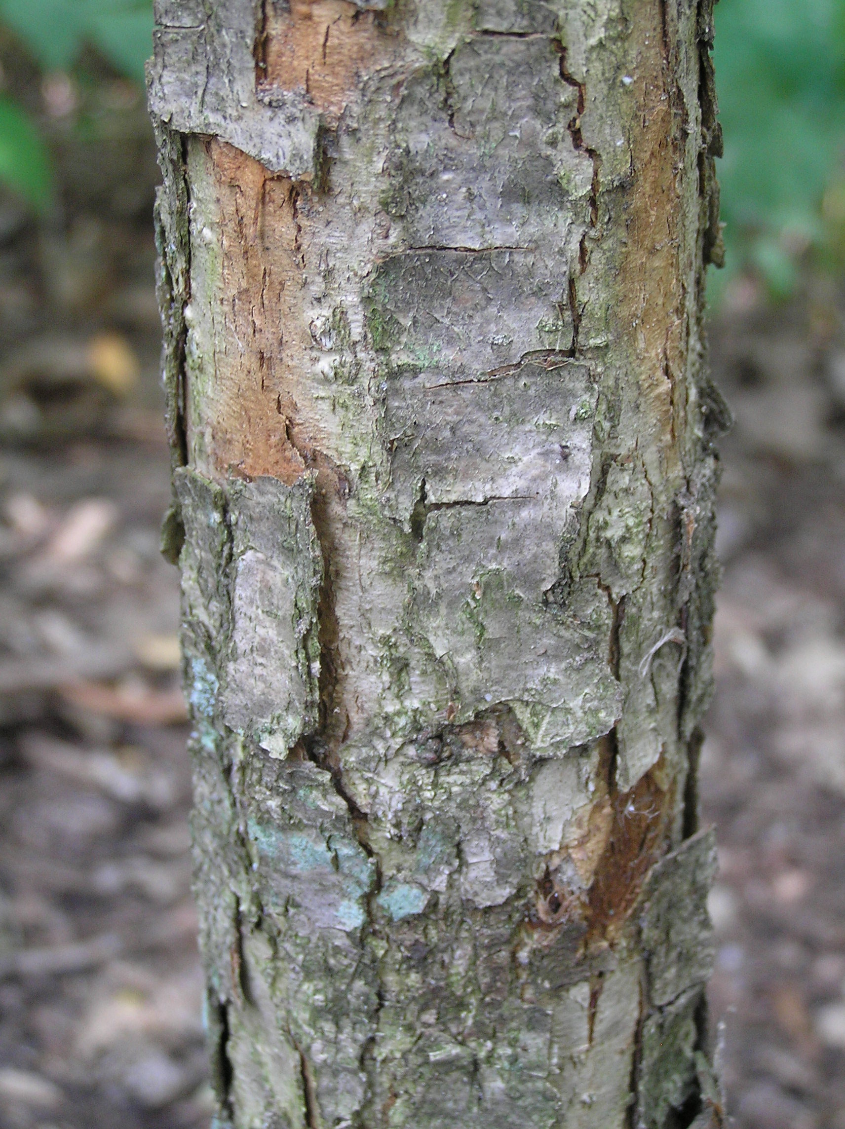 Native Trees of Indiana River Walk