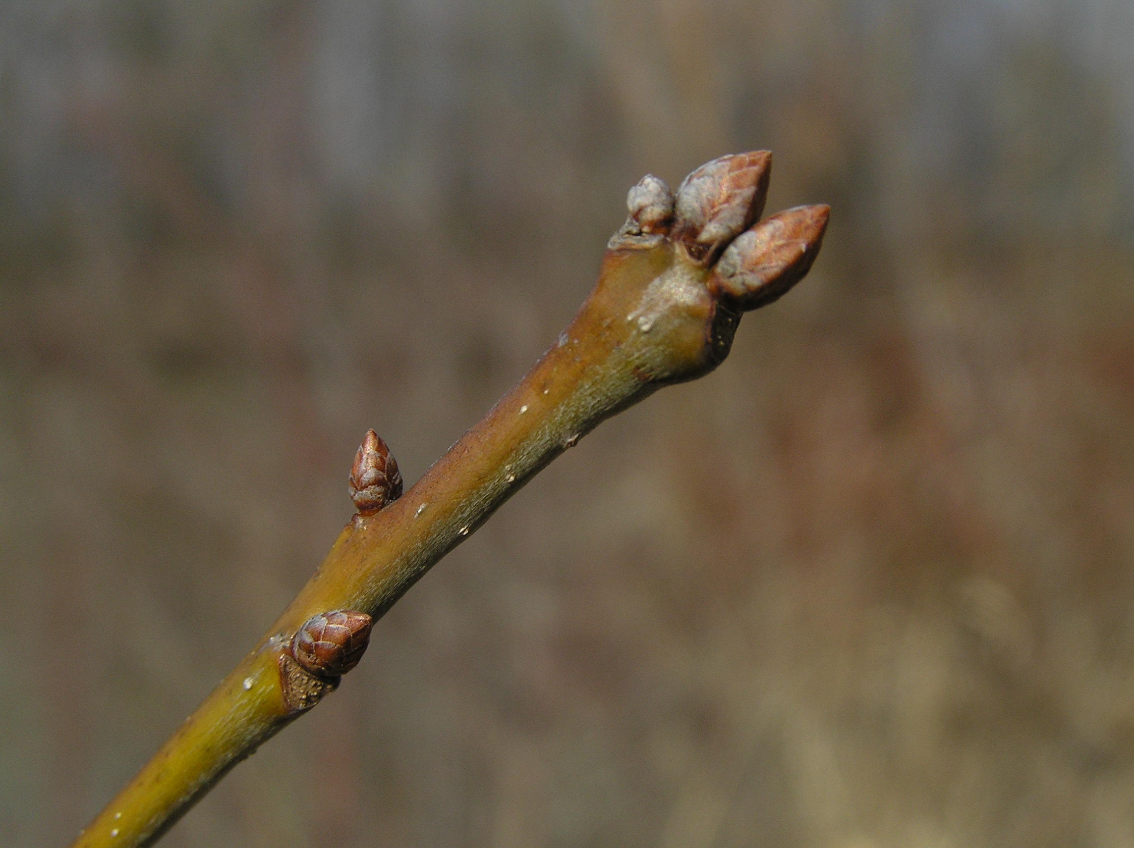 Native Trees of Indiana River Walk