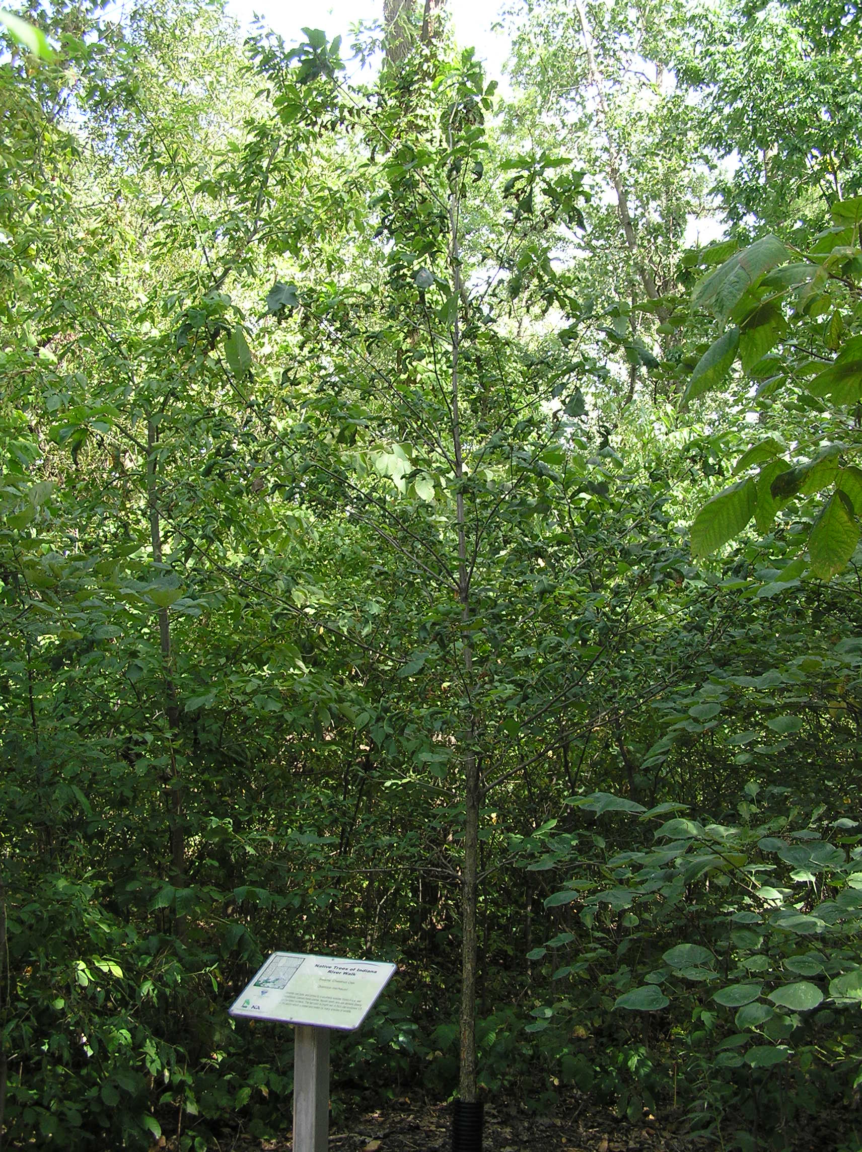 Native Trees of Indiana River Walk
