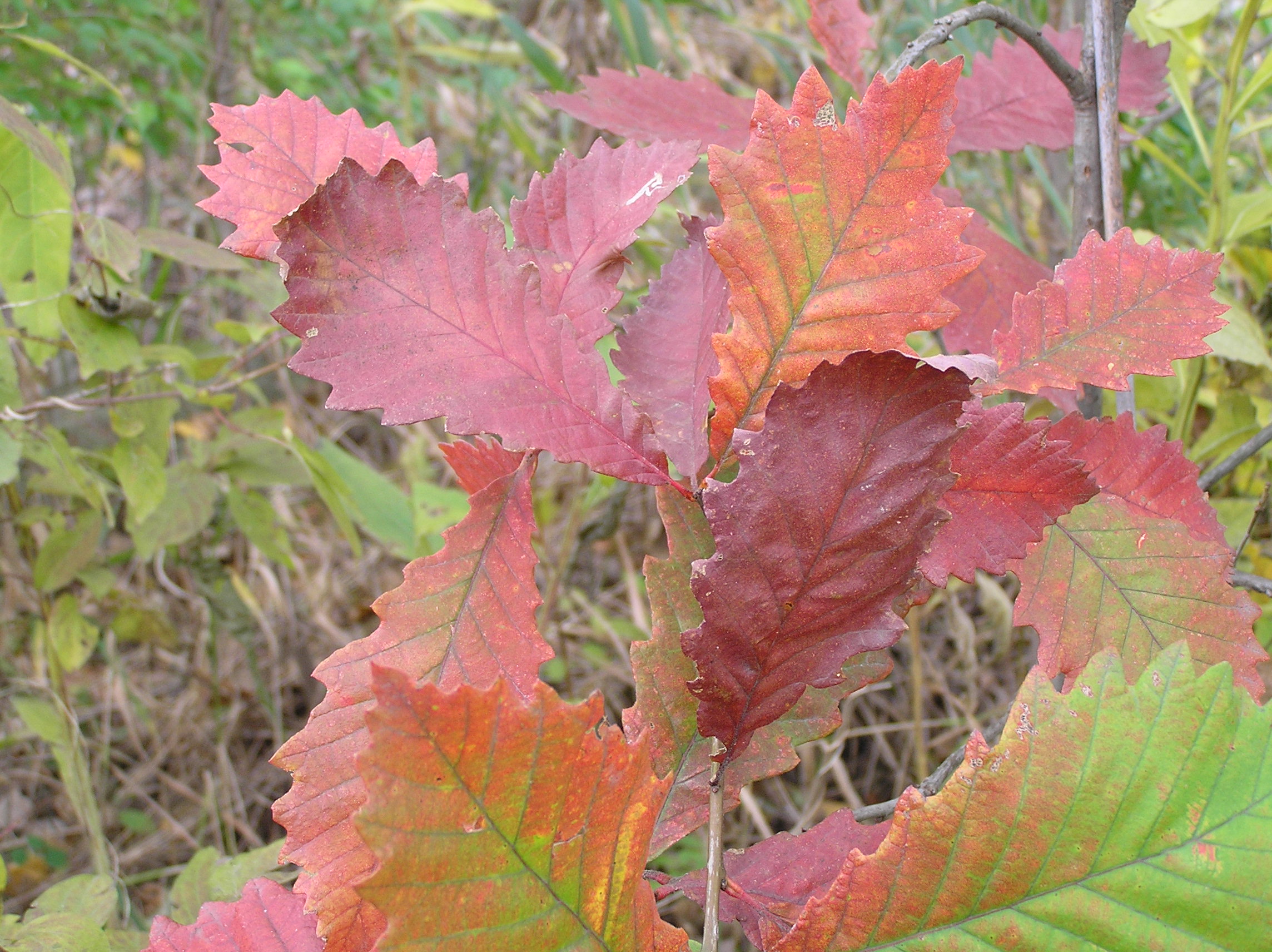 Native Trees of Indiana River Walk