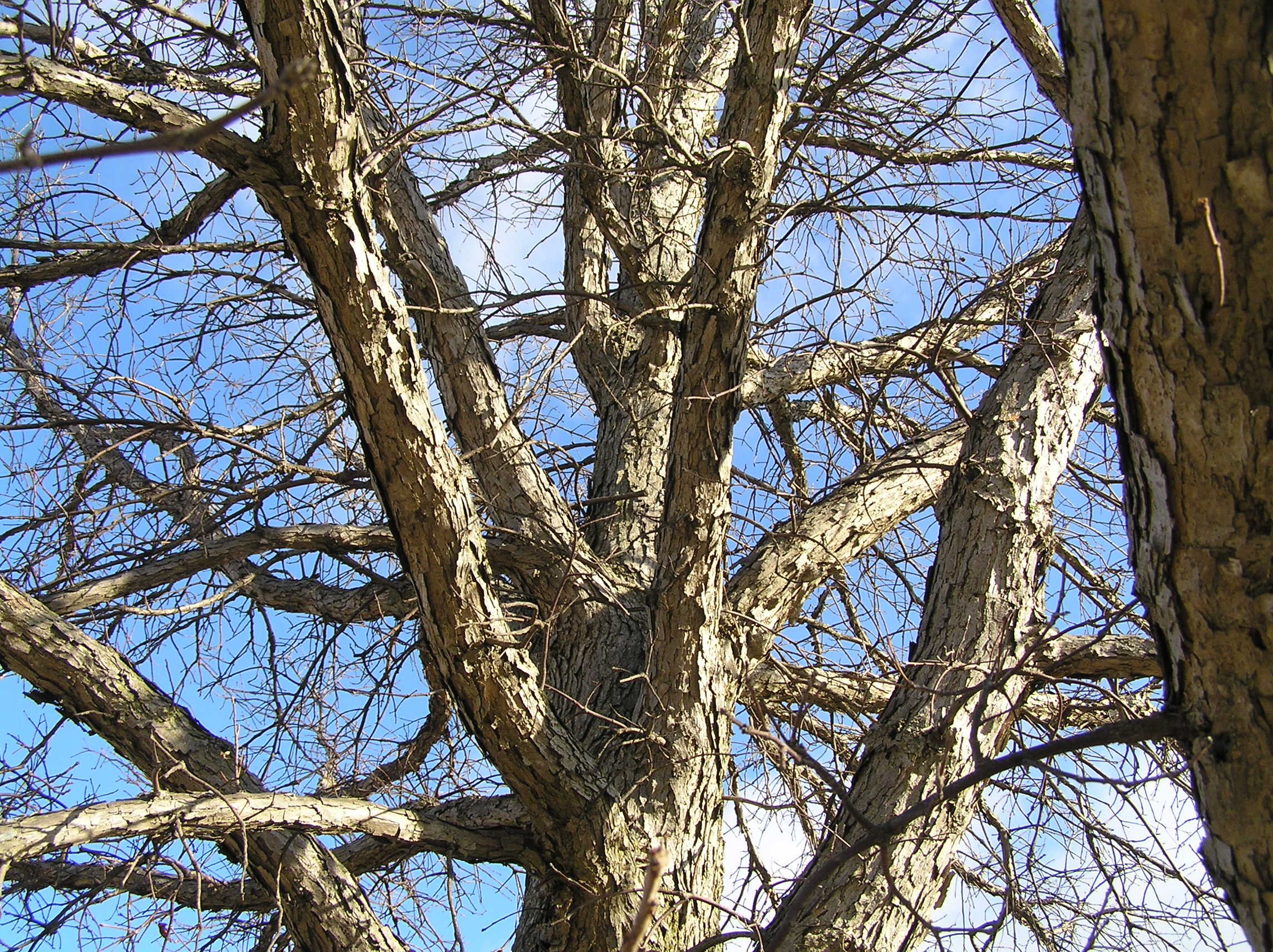Native Trees of Indiana River Walk