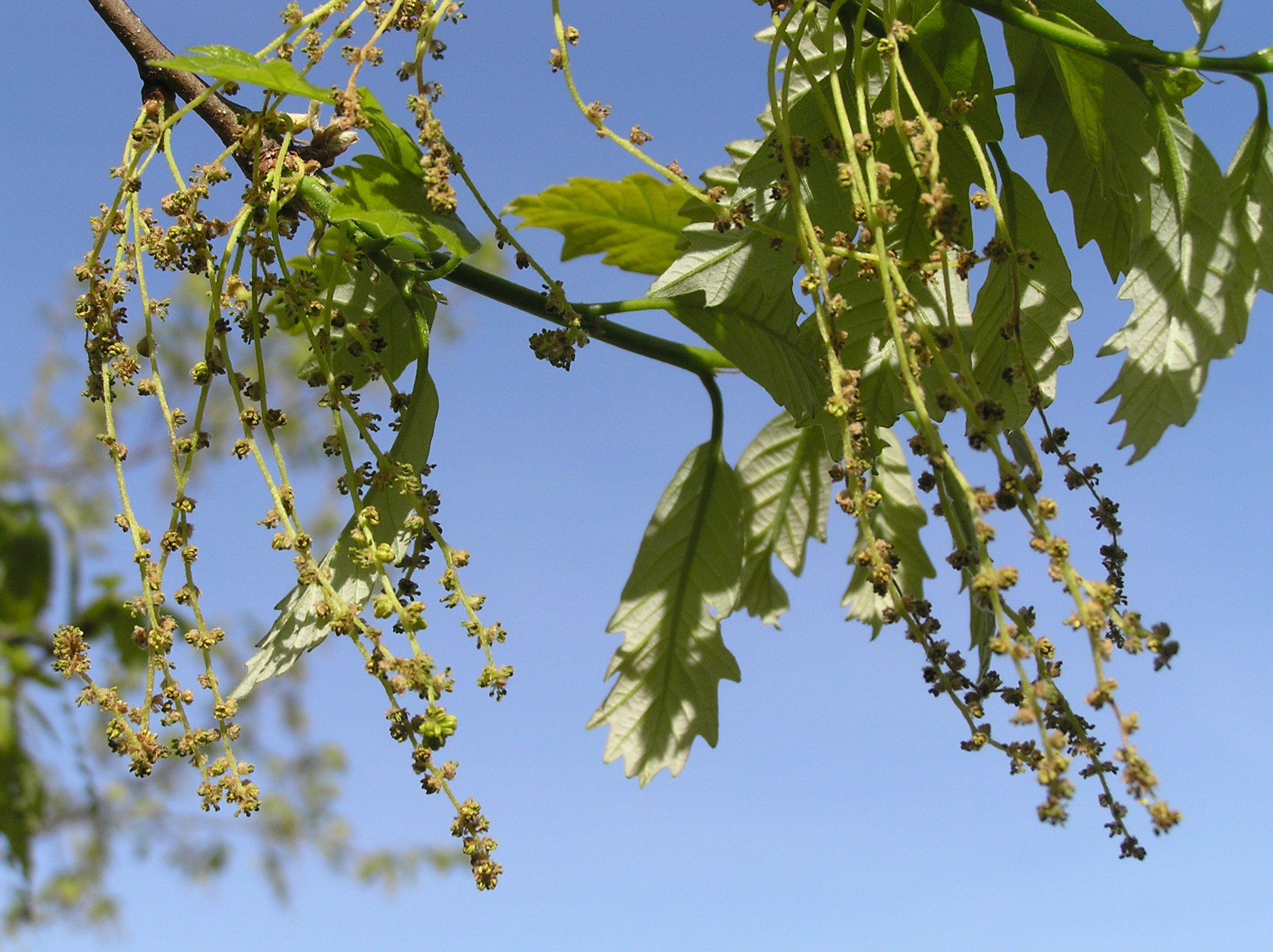 Native Trees of Indiana River Walk